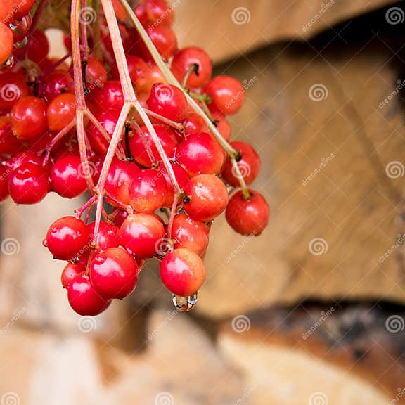 Red Bunch of Mountain Ash on a Background of Logs Stock Image - Image ...