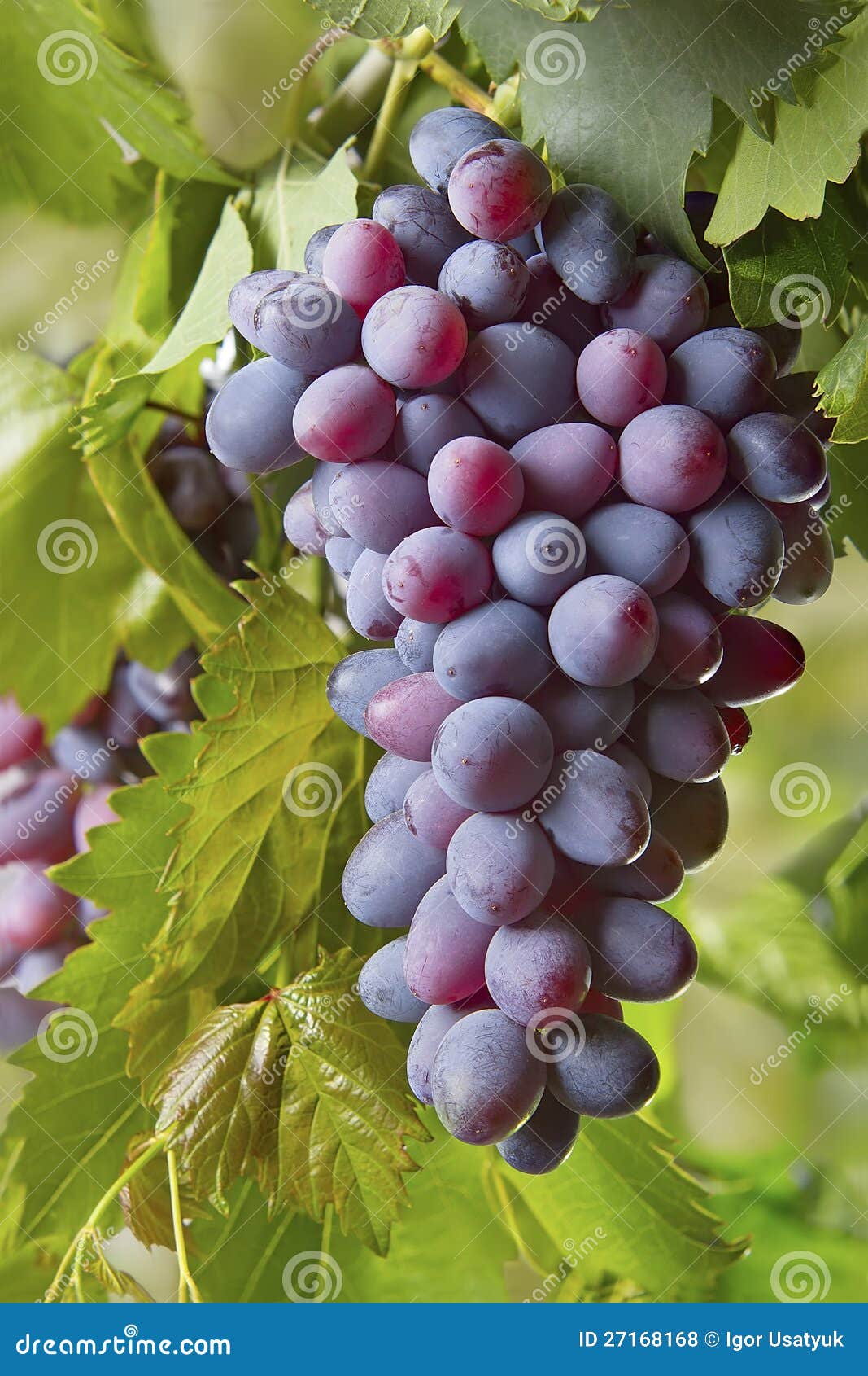 Red bunches of grape stock photo. Image of healthy, nutritious - 27168168