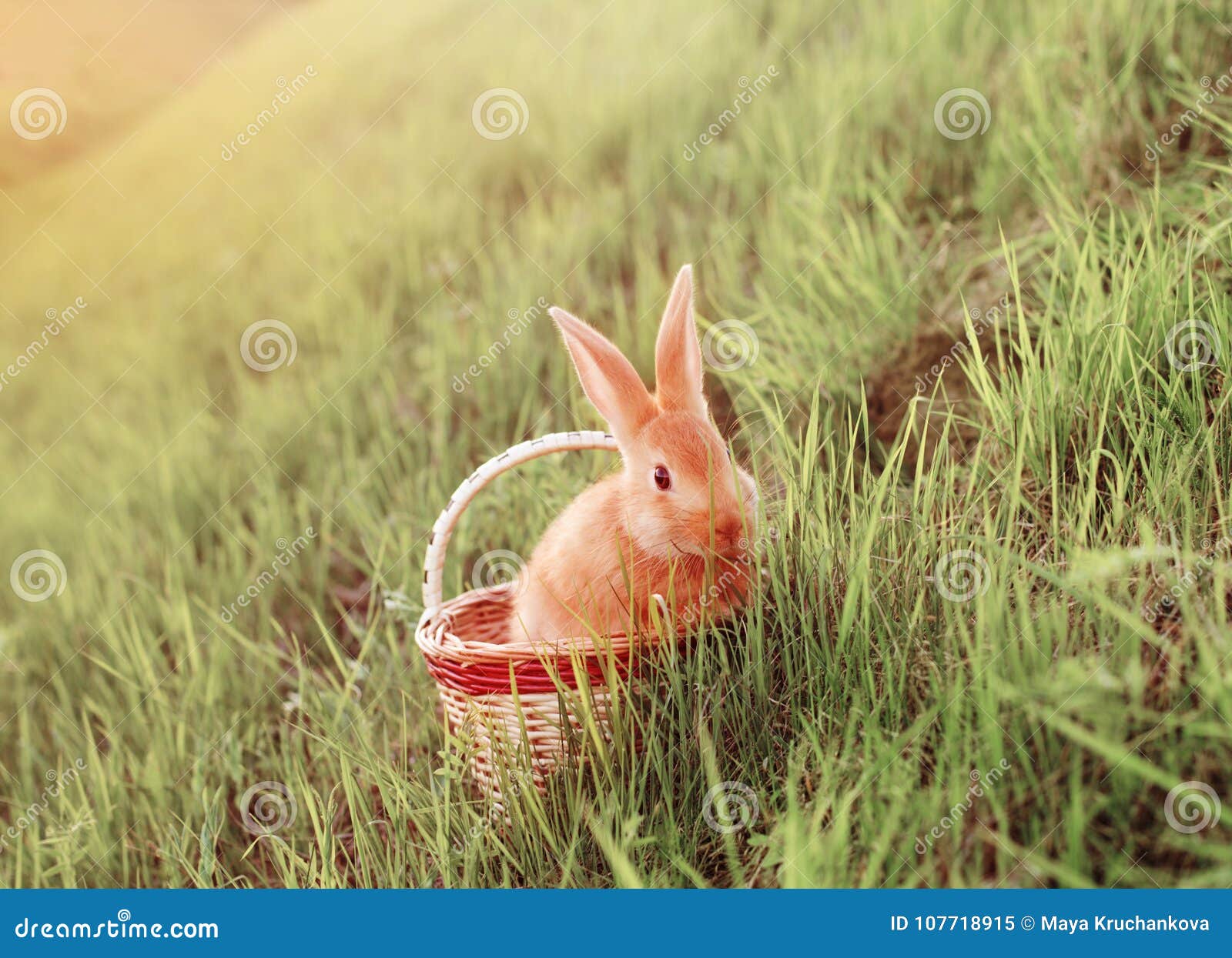 Red Bunny in Basket on Grass Stock Image - Image of bunny, easter ...