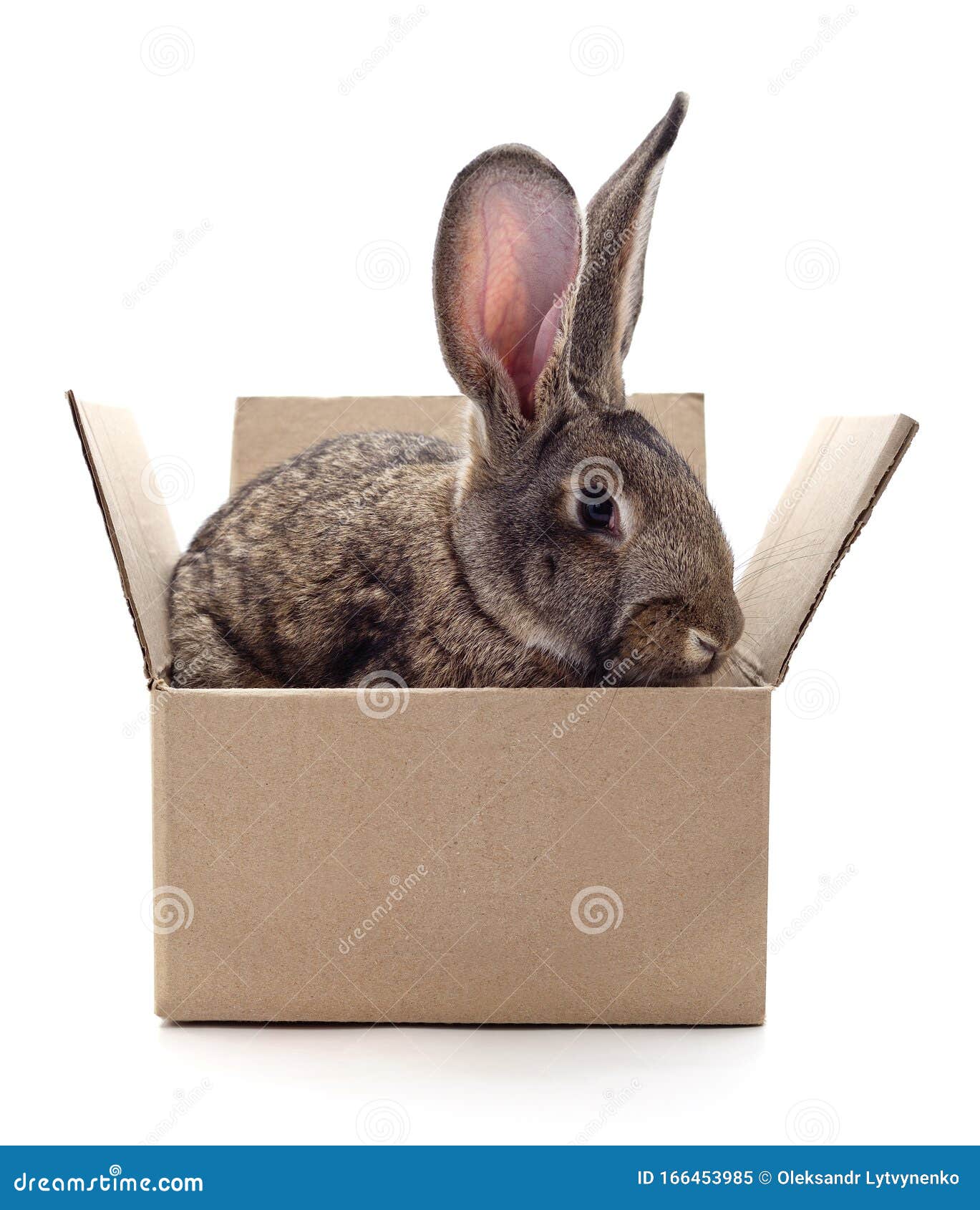 Red bunny in box stock image. Image of farm, concepts - 166453985
