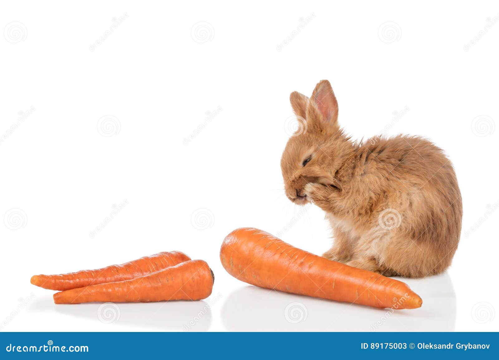 Red bunny and carrots stock image. Image of domestic - 89175003
