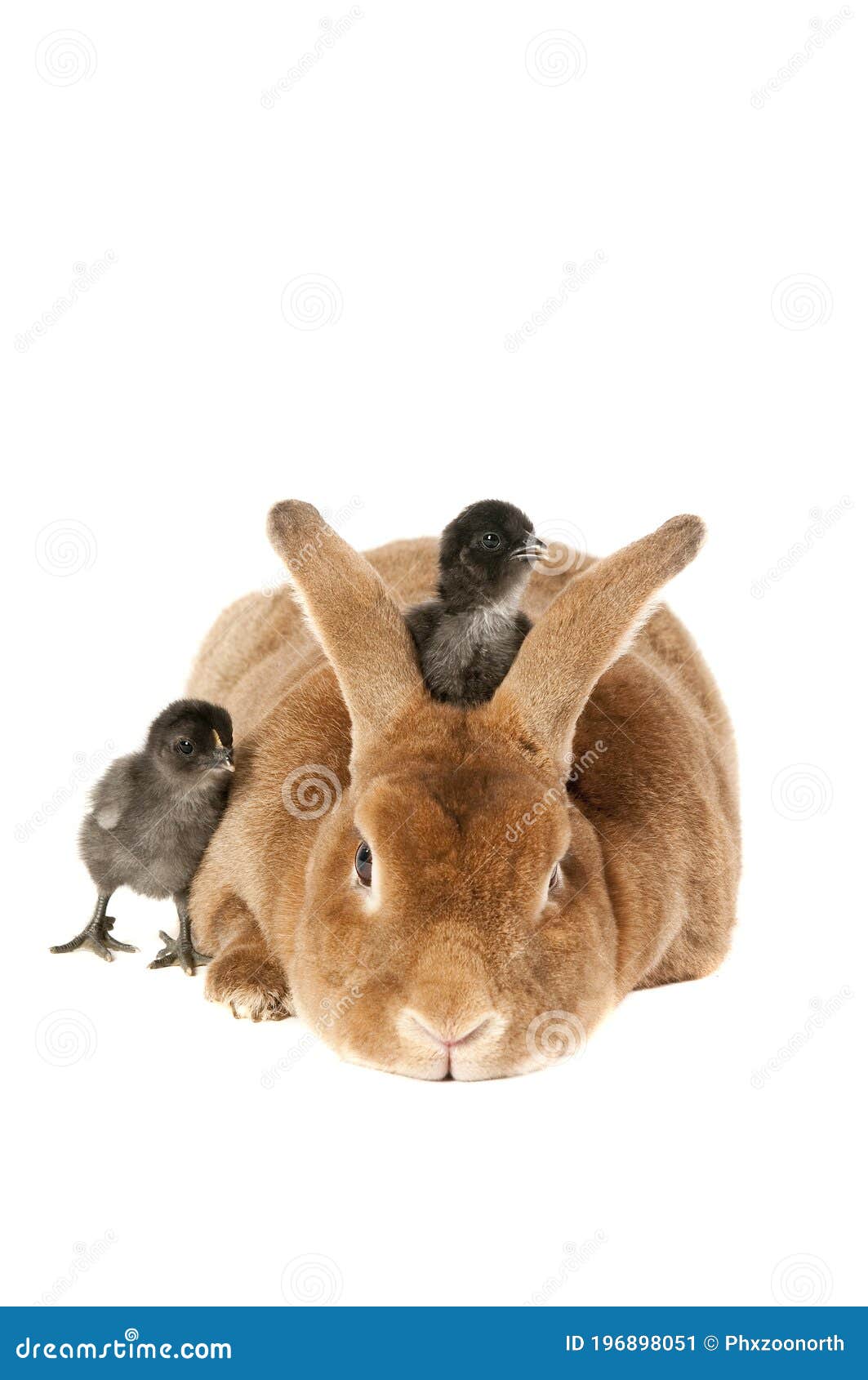 Red Bunny Rabbit with Baby Chicks Isolated on White Stock Image - Image ...