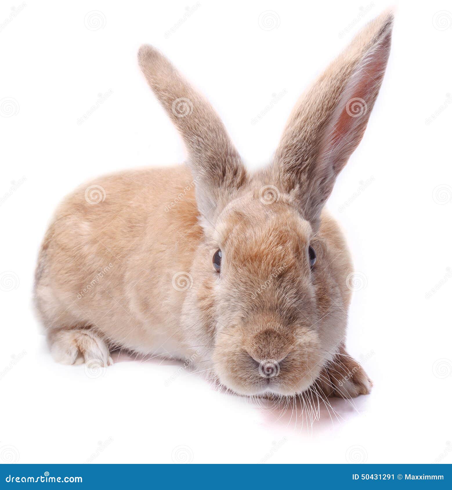 Red Bunny Rabbit Isolated on White Background Sits Stock Image - Image ...