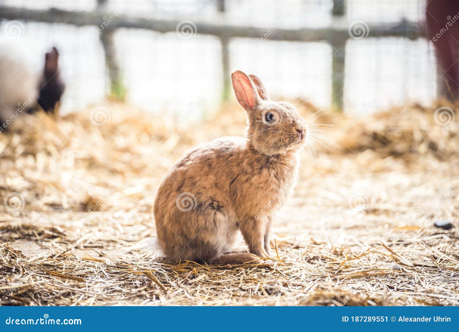 Red Bunny Rabbit Portrait Looking Frontwise To Viewer on Nature ...