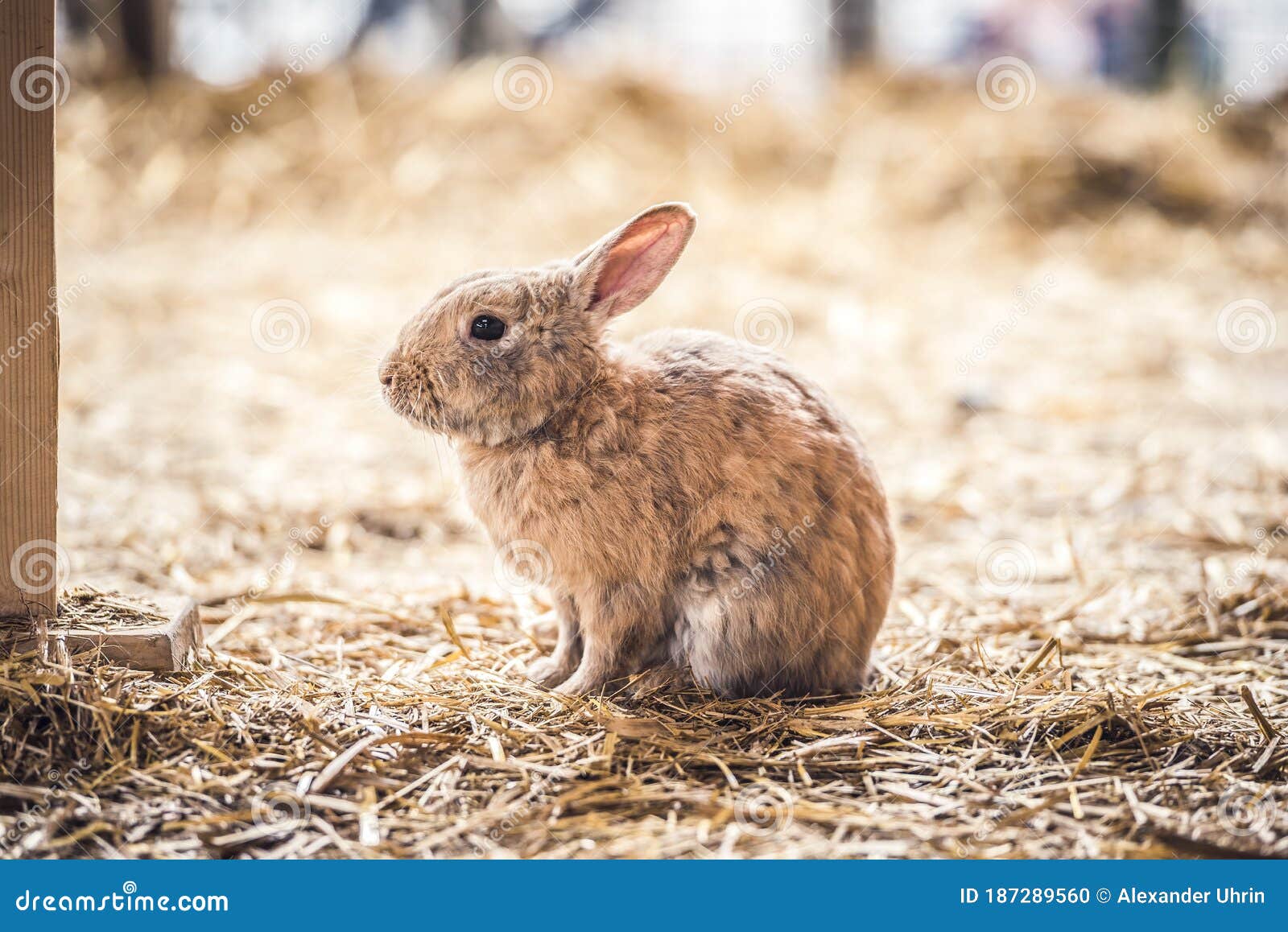 Red Bunny Rabbit Portrait Looking Frontwise To Viewer on Nature ...