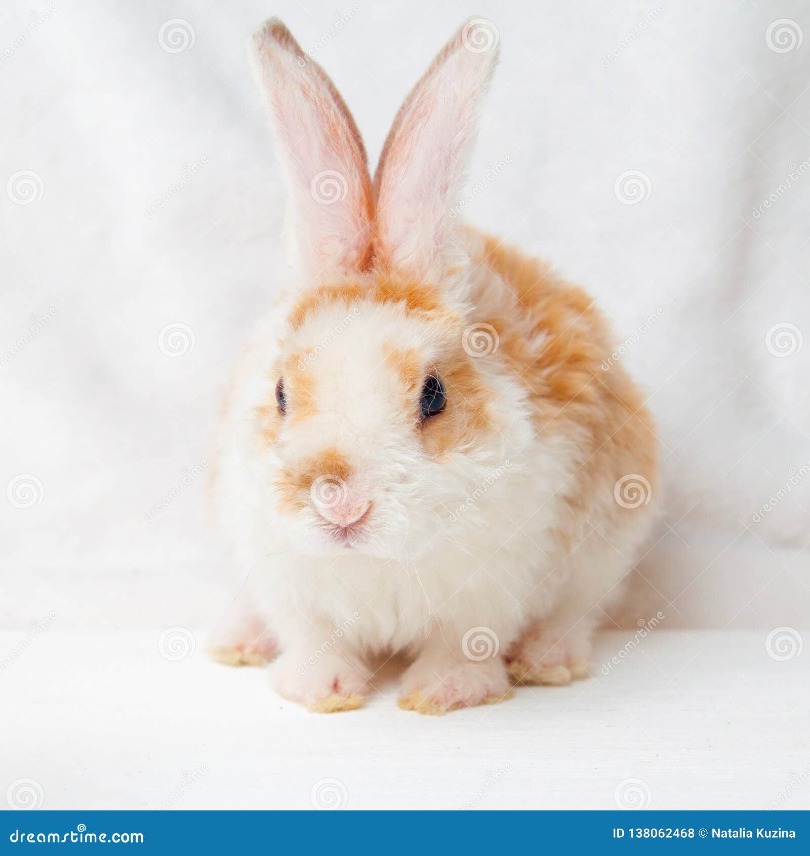 Red Bunny Rabbit Portrait Looking Frontwise To Viewer on White ...