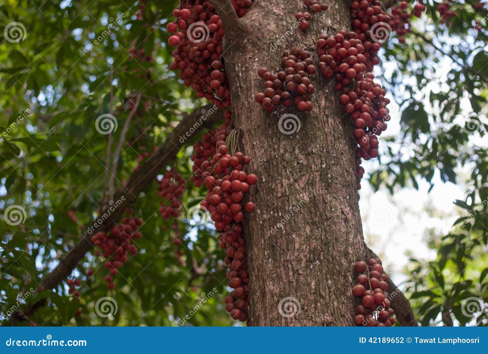 Burmese Grape Or Rambai ,Thai Native Fruit Name In Thai Is "Ma F ...