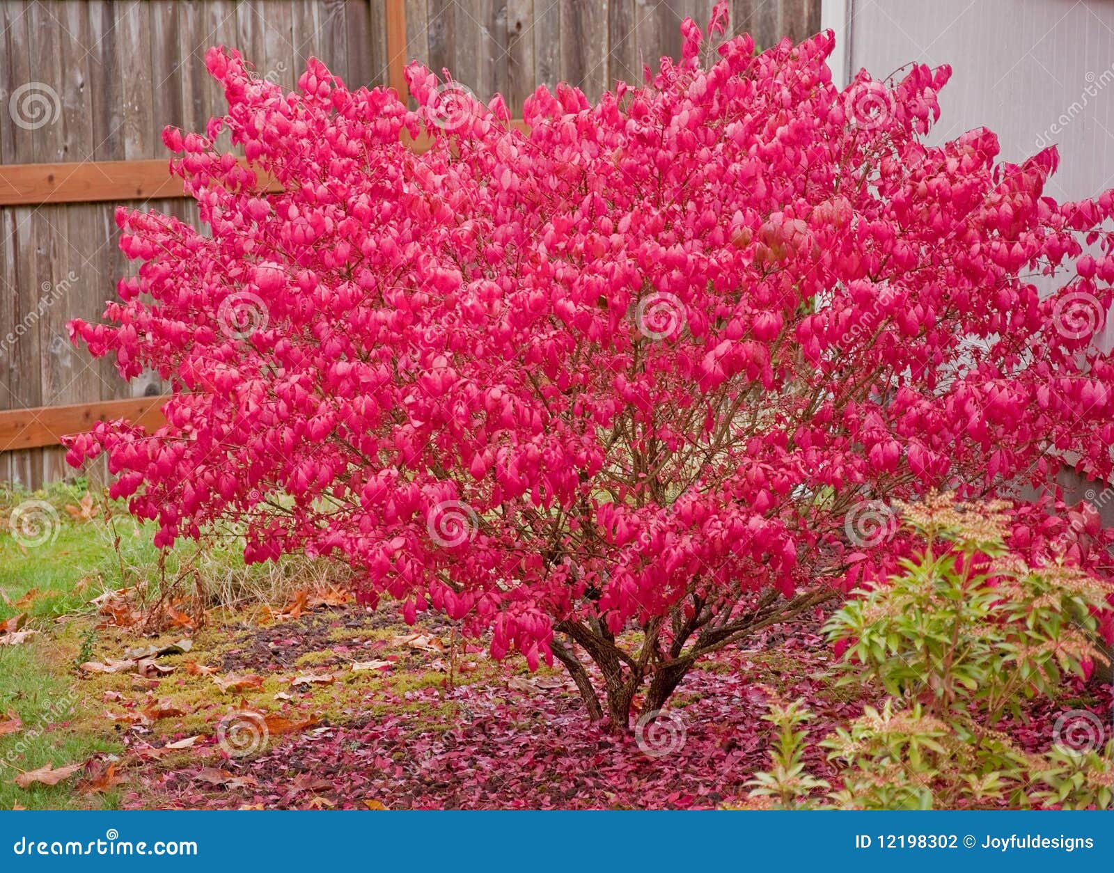 Red Burning Bush stock photo. Image of season, landscape - 12198302