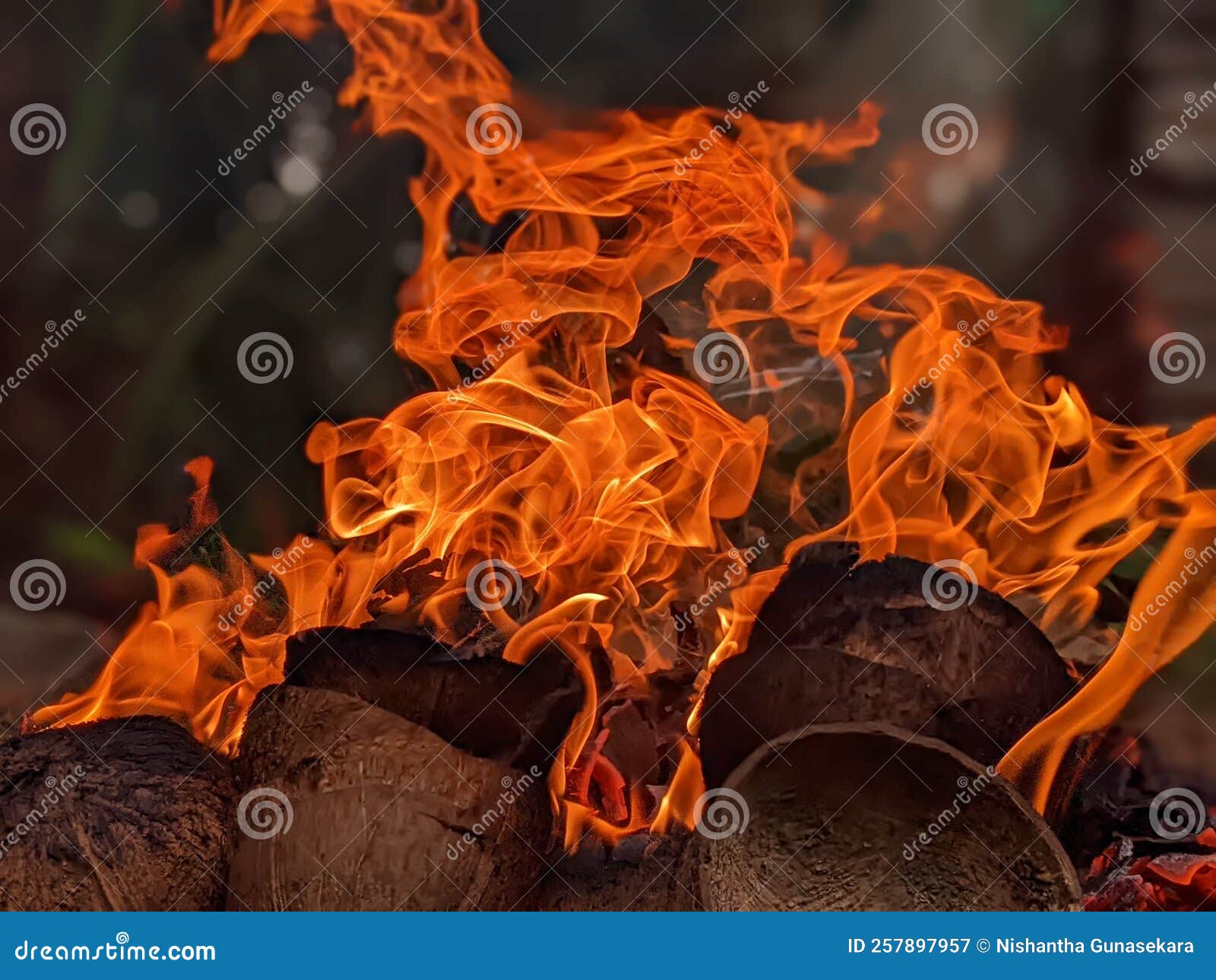 Red Burning Fire of Coconut Shells Stock Image - Image of flower, light ...