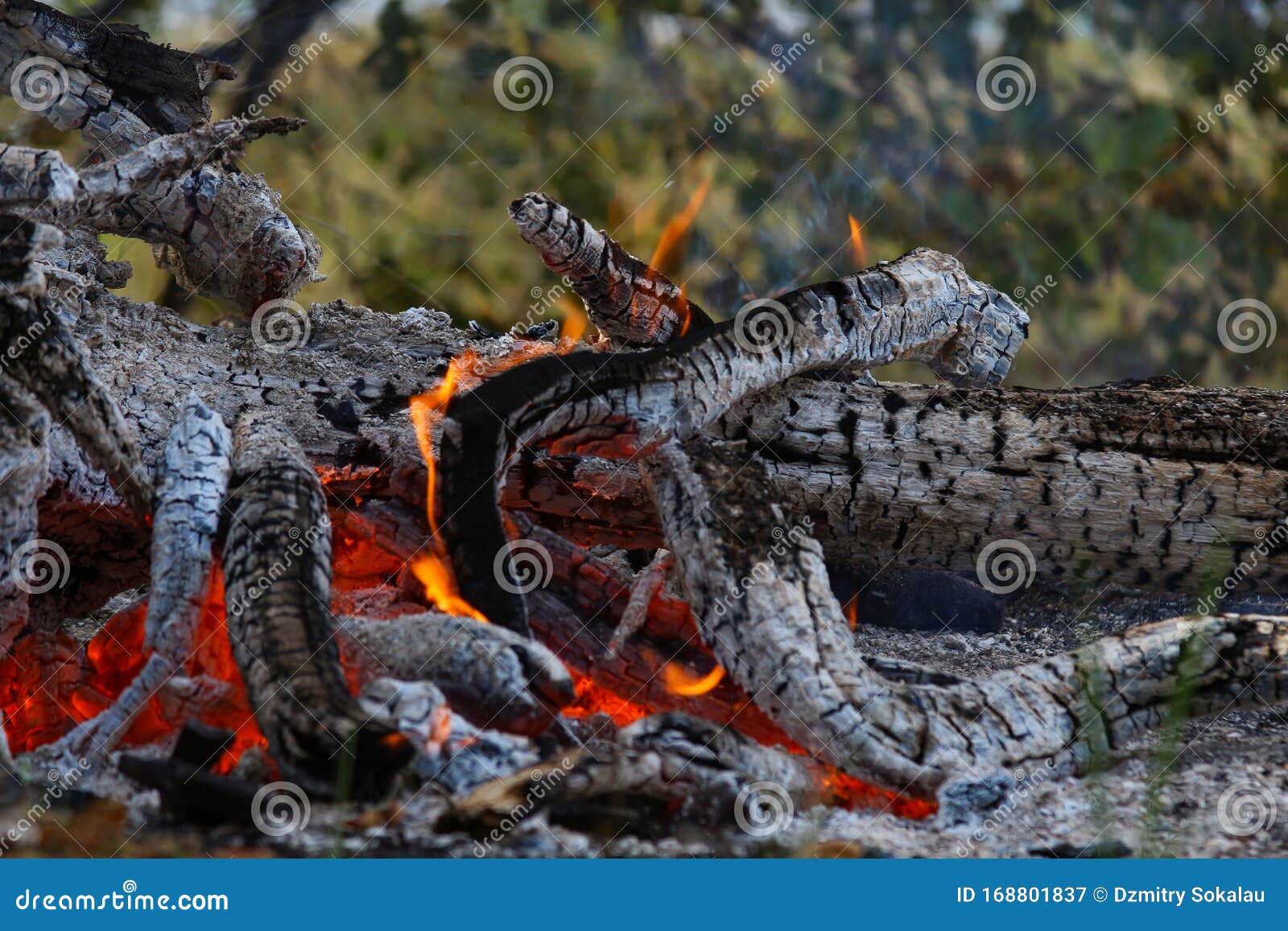 Red Burning Fire Embers Smoulder Burnt Tree Stock Image - Image of ...