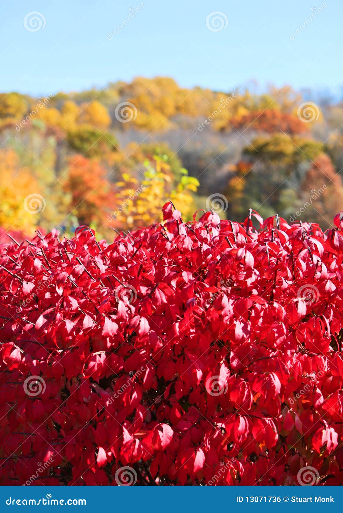 Red bush stock photo. Image of sunshine, background, shrub - 13071736