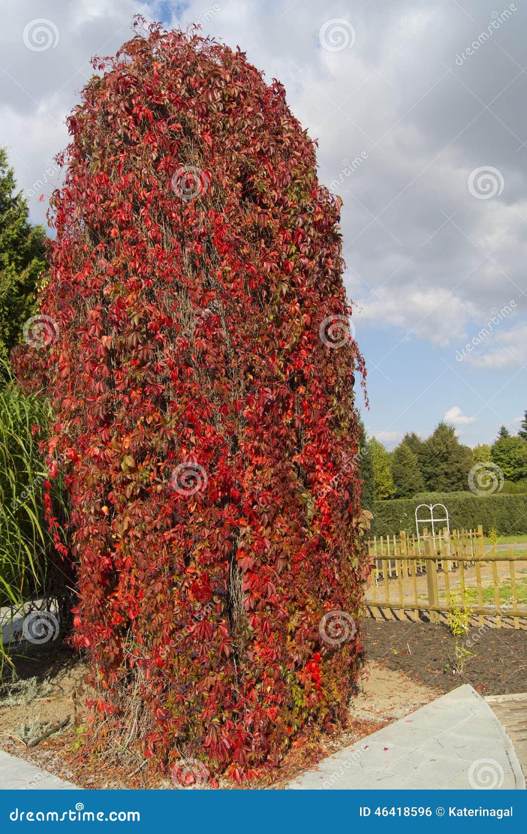 Red bush stock photo. Image of pathway, flower, autumn - 46418596