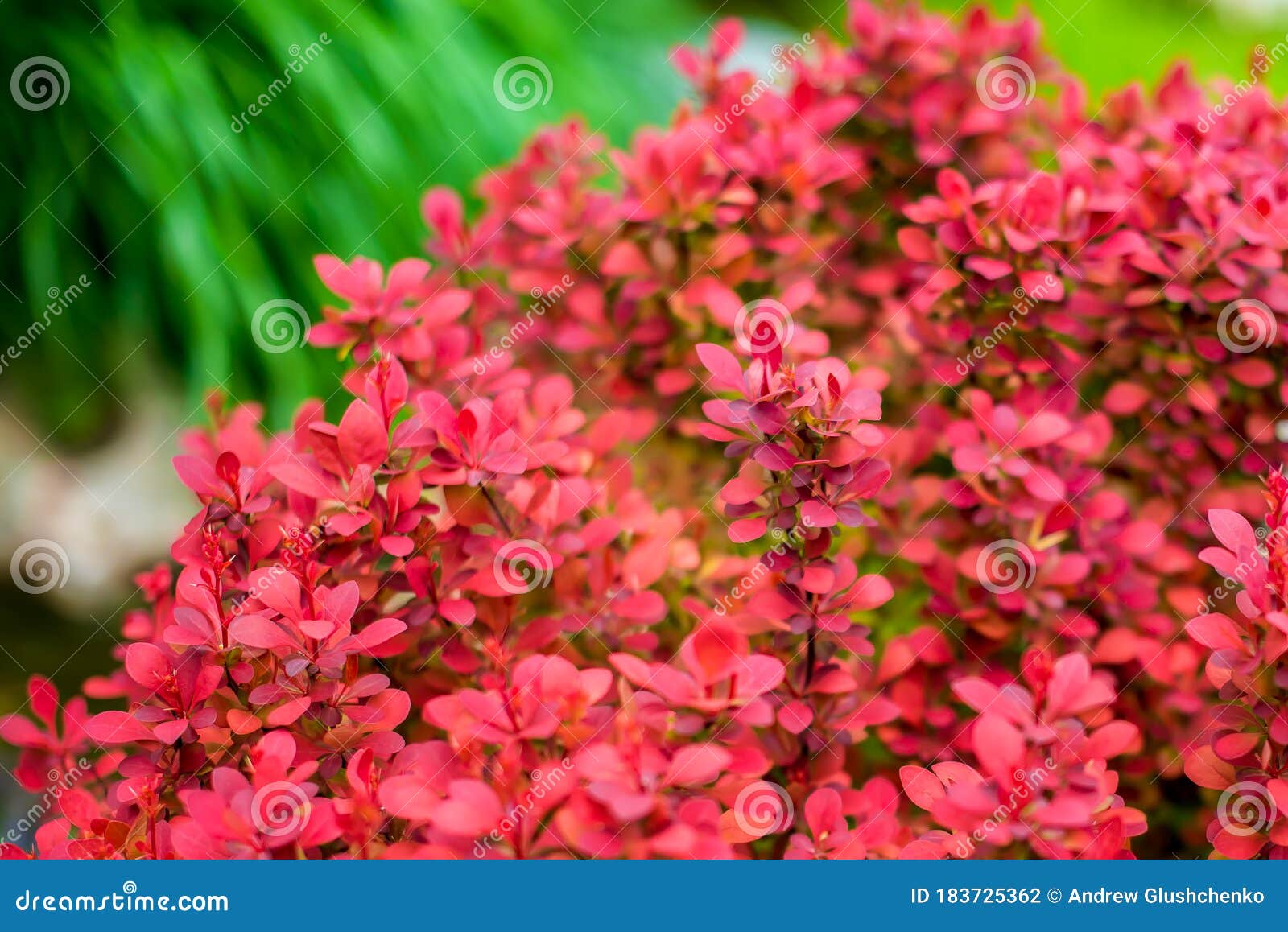 Red Bush Close- Up on a Background of Greenery Stock Photo - Image of ...