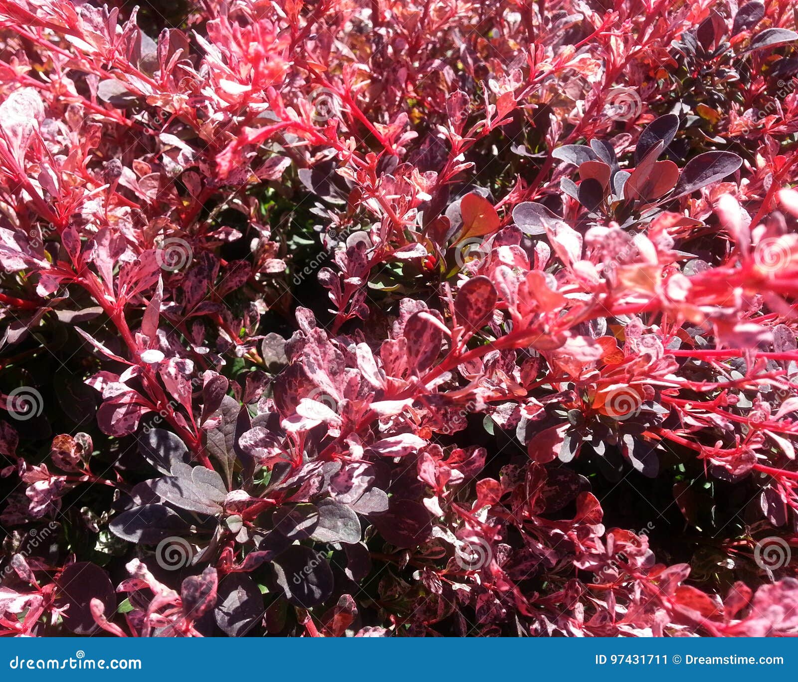 Red Bush stock image. Image of lostcoast, bush, rainforest - 97431711