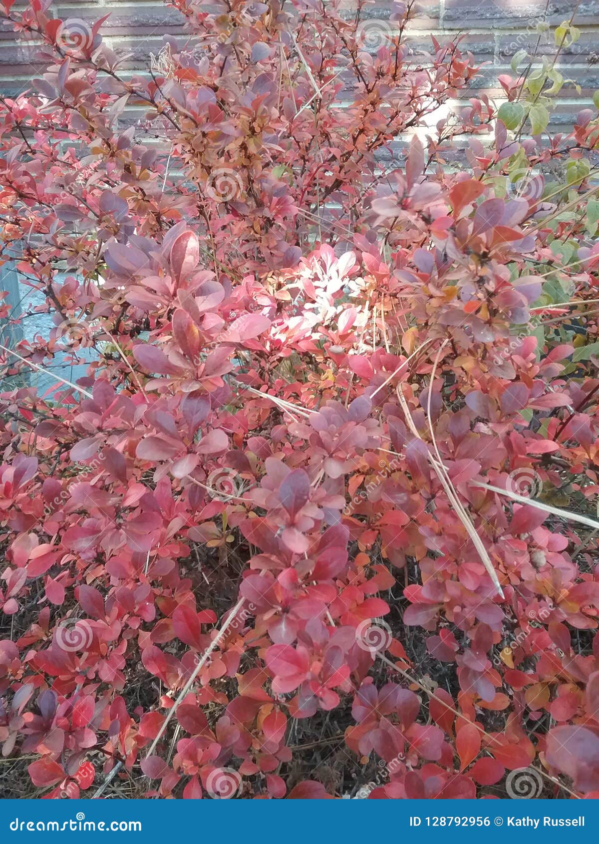 Red bush stock photo. Image of fall, bush, colors, plants - 128792956