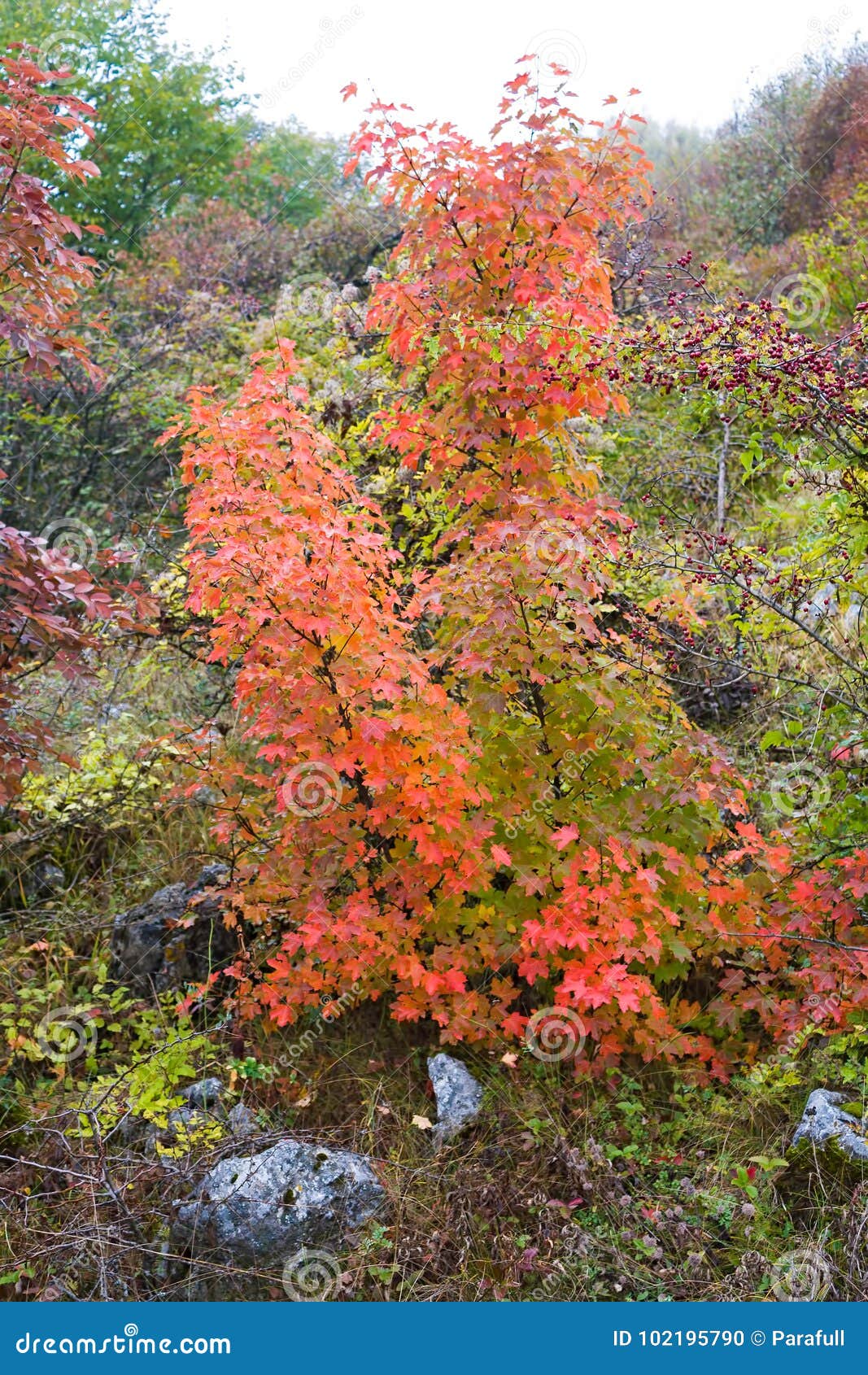 Red bush stock photo. Image of environment, maple, fall - 102195790