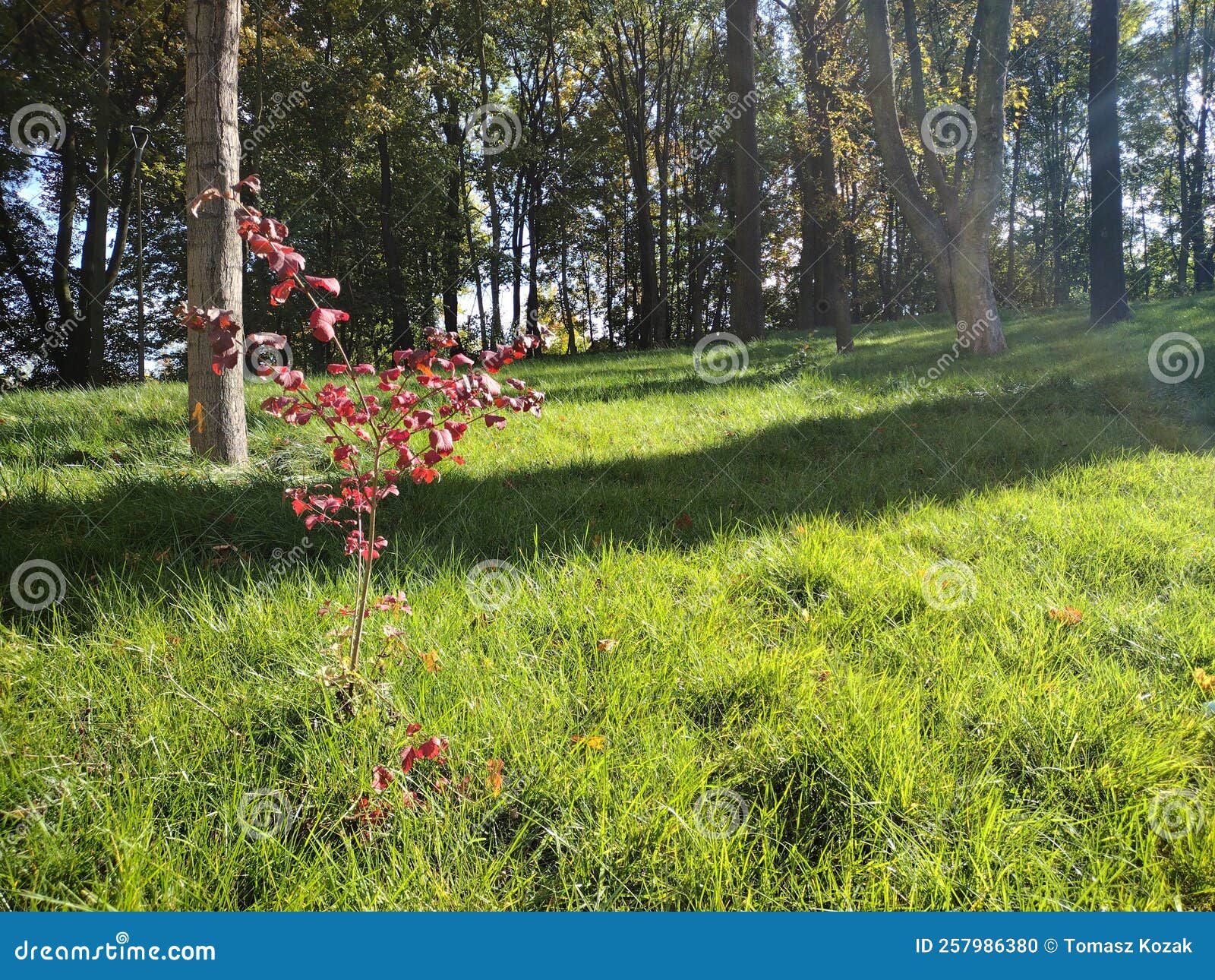 Red bush in the green stock photo. Image of garden, autumn - 257986380