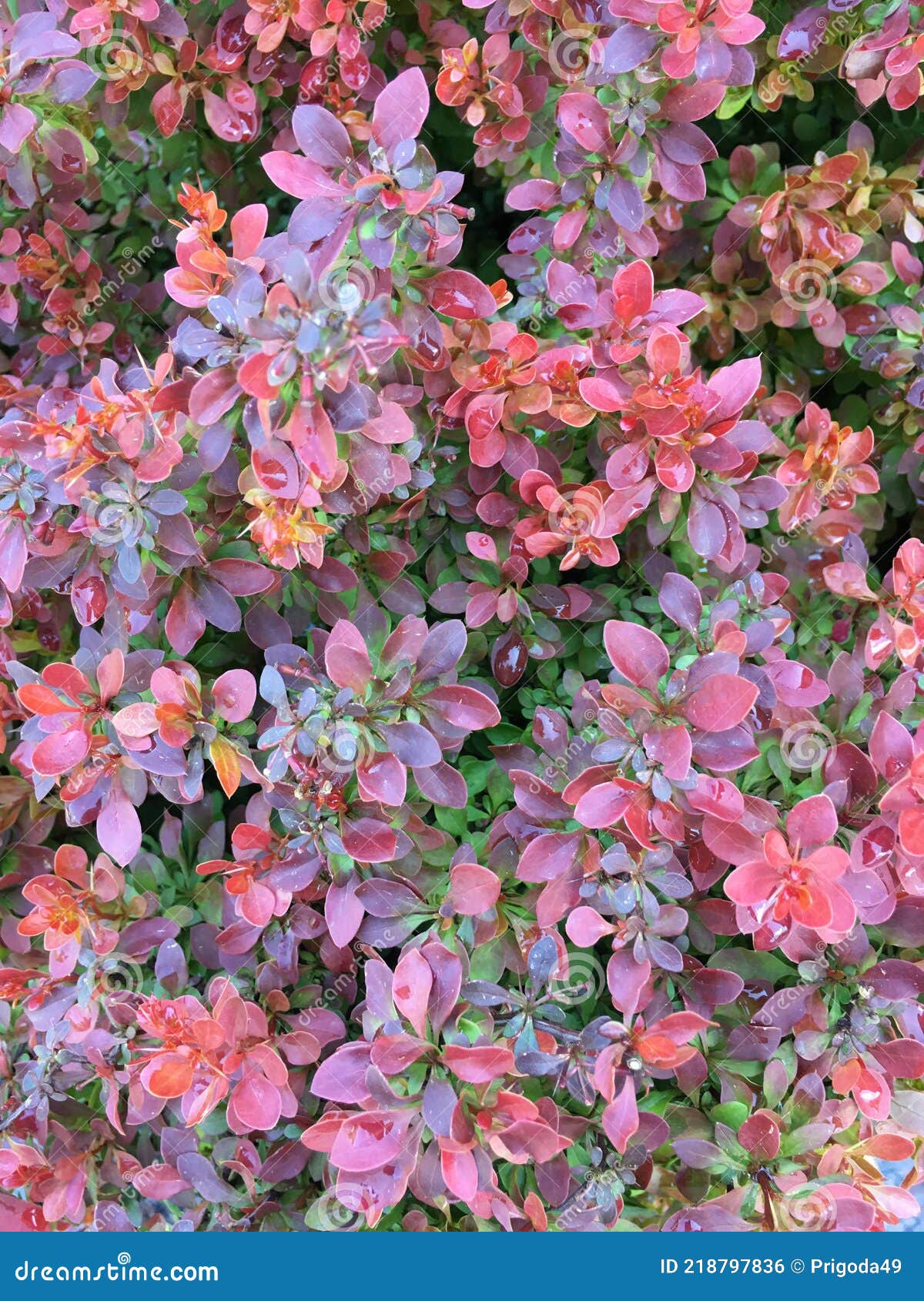 Red bush stock photo. Image of plant, narure, bush, leaves - 218797836