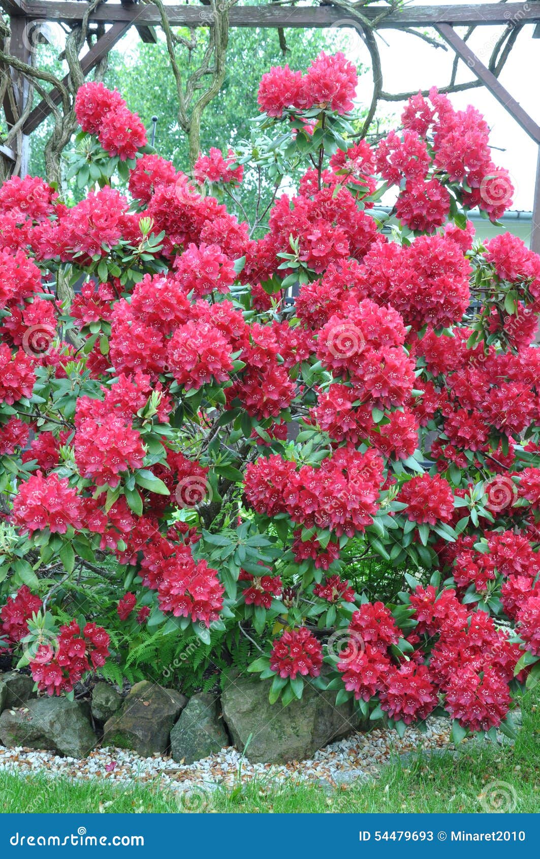 Red bush rhododendron stock image. Image of rhododendron - 54479693