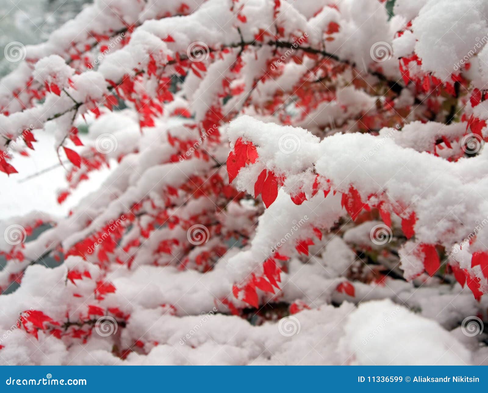 Red bush and snow stock image. Image of winter, grass - 11336599