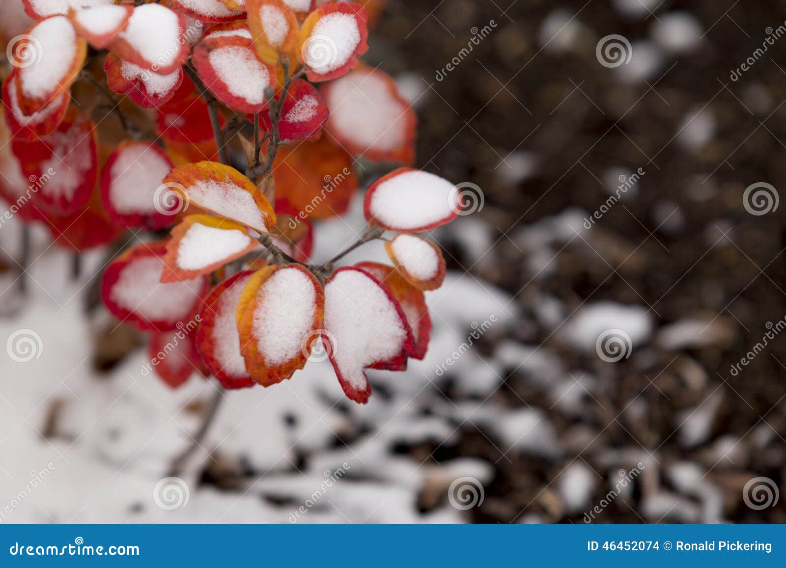 Red Bush with Snow 3 stock photo. Image of snow, back - 46452074
