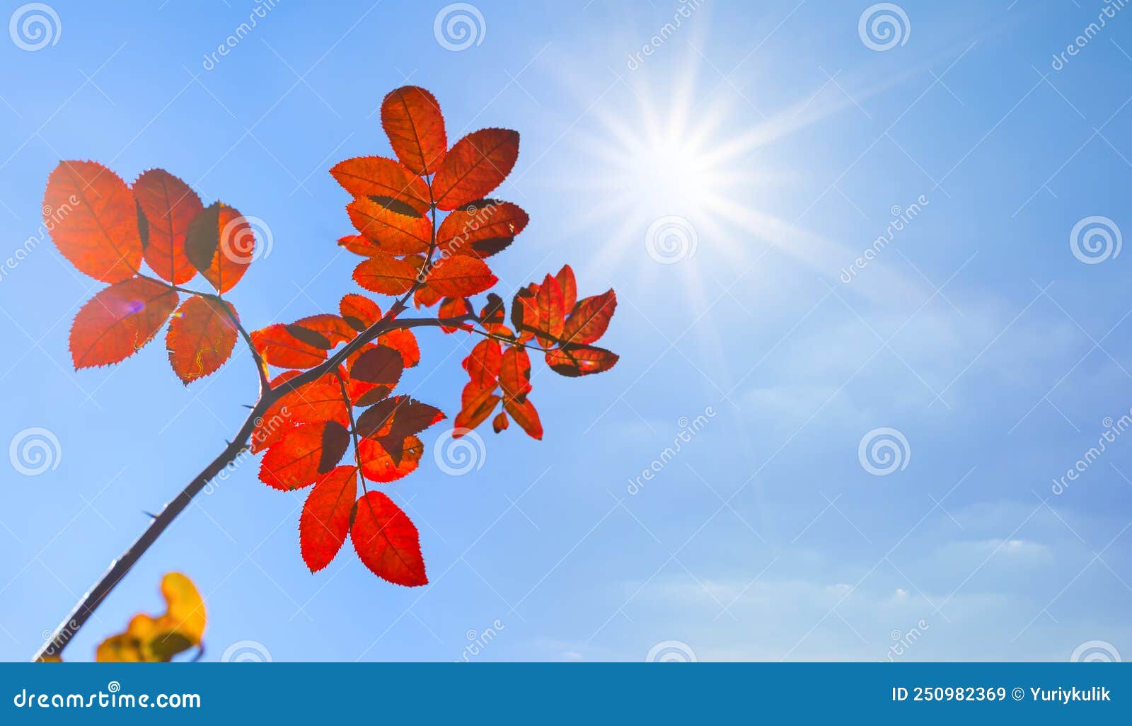 Red Bush Tree in Light of Sparkle Sun Stock Image - Image of botanical ...