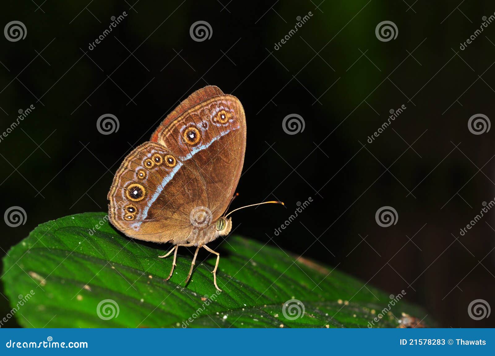 Red bushbrown butterfly stock image. Image of wallpaper - 21578283