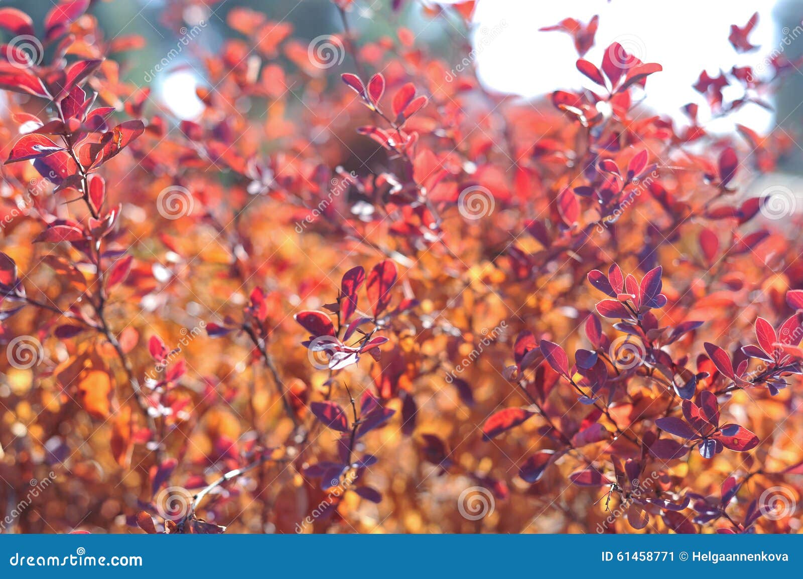 Red bushes in autumn day stock image. Image of last, dried - 61458771
