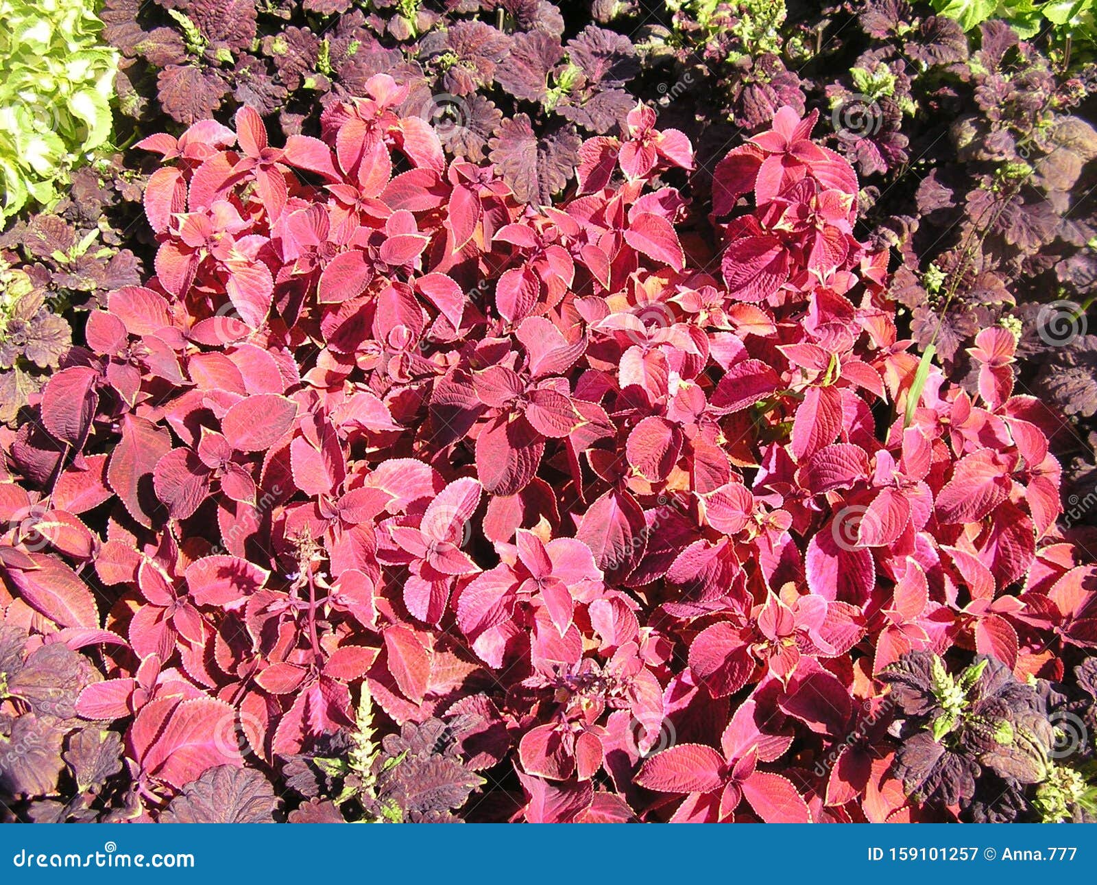 Beautiful red bushes. stock image. Image of outside - 159101257