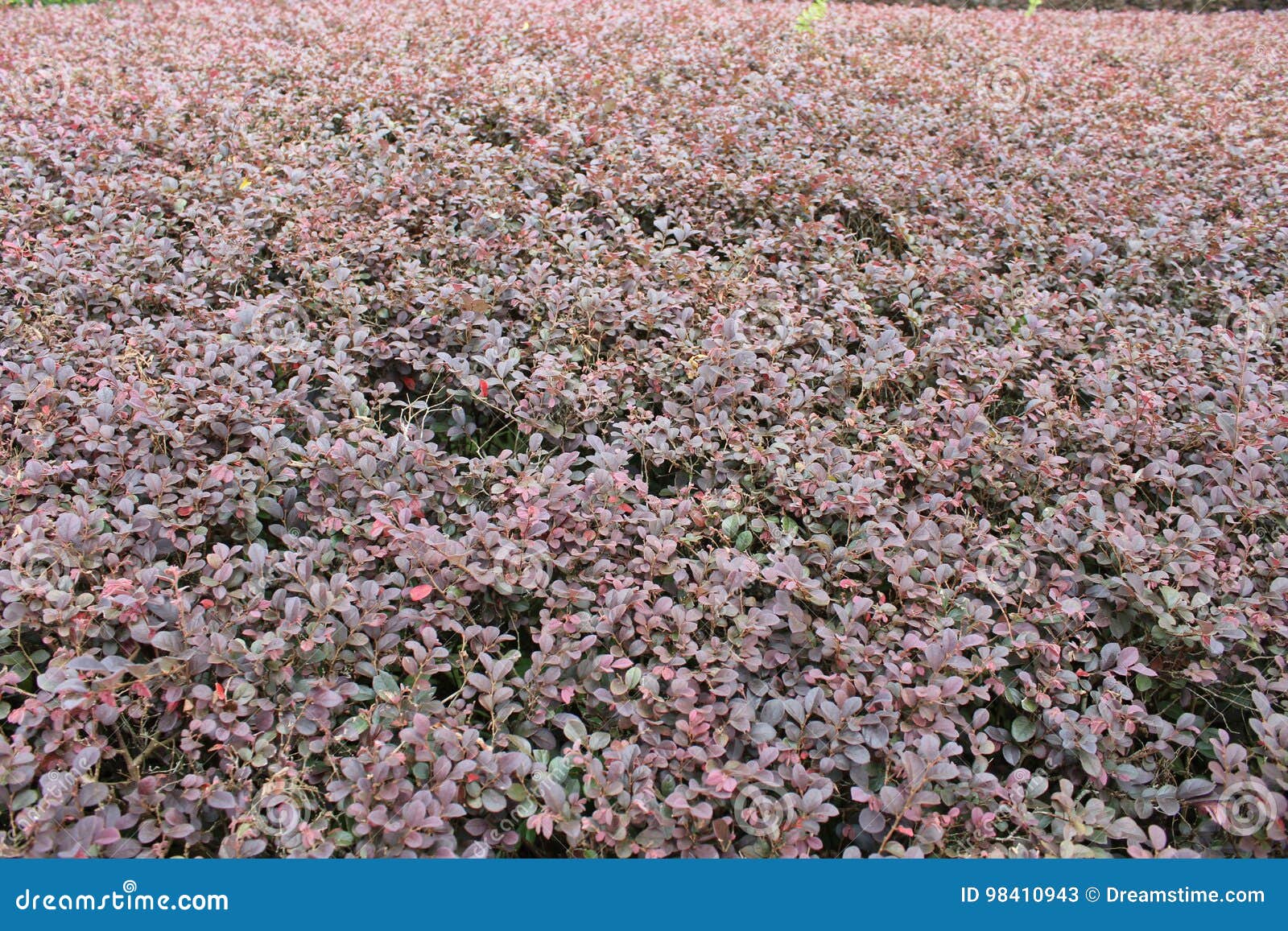 Red Bushes, Upper View. stock image. Image of green, closeup - 98410943