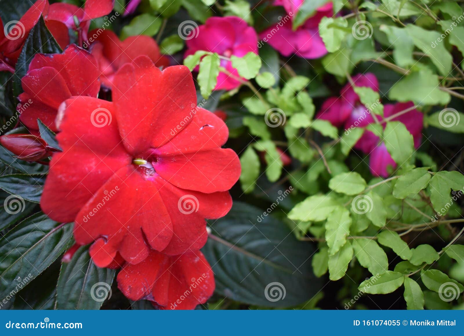 Red Busy Lizzy Flower in the Garden Stock Image - Image of busy, flower ...