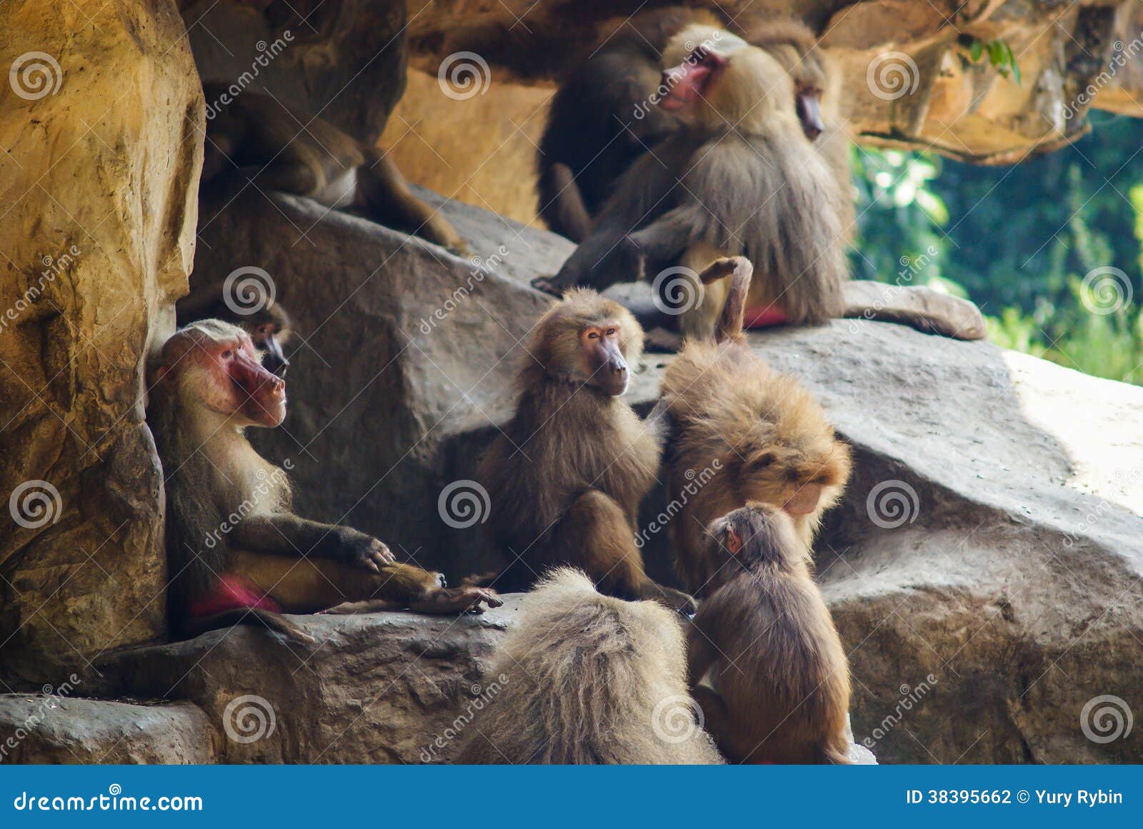 Red Baboons Sitting on the Rocks Stock Photo - Image of life, hairy ...