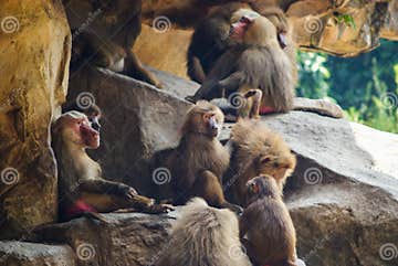 Red Baboons Sitting on the Rocks Stock Photo - Image of life, hairy ...