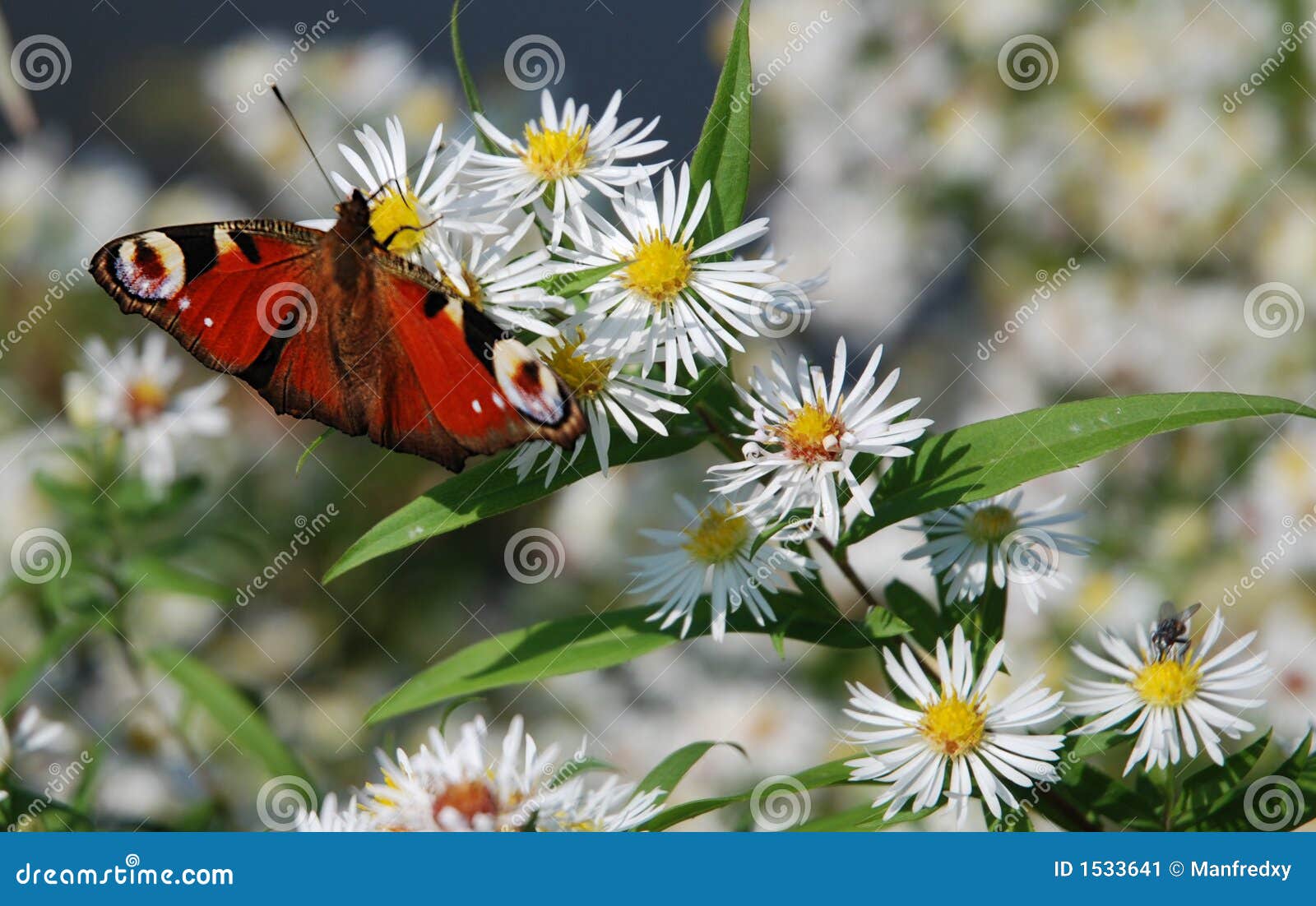 Red Butterfly stock image. Image of fall, nature, macro - 1533641