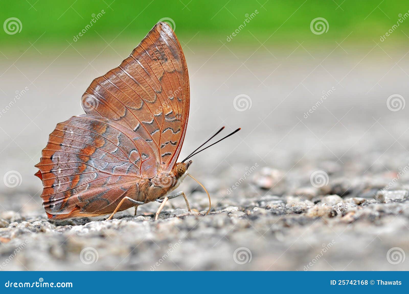 Red butterfly stock photo. Image of butterflies, insect - 25742168