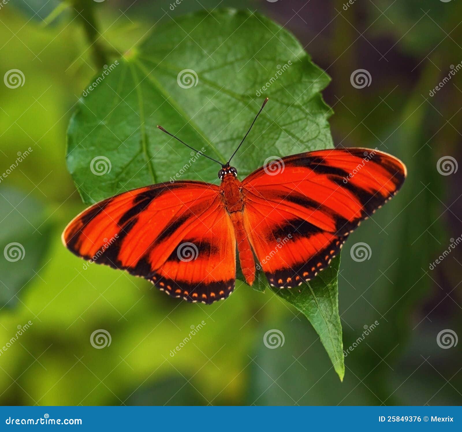 Red butterfly stock photo. Image of light, green, natural - 25849376