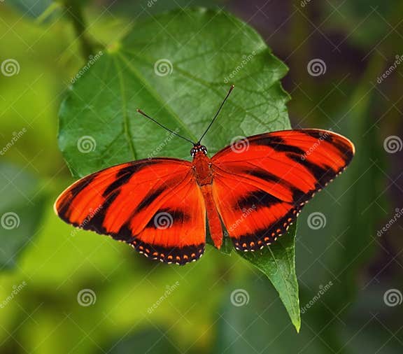 Red butterfly stock photo. Image of light, green, natural - 25849376