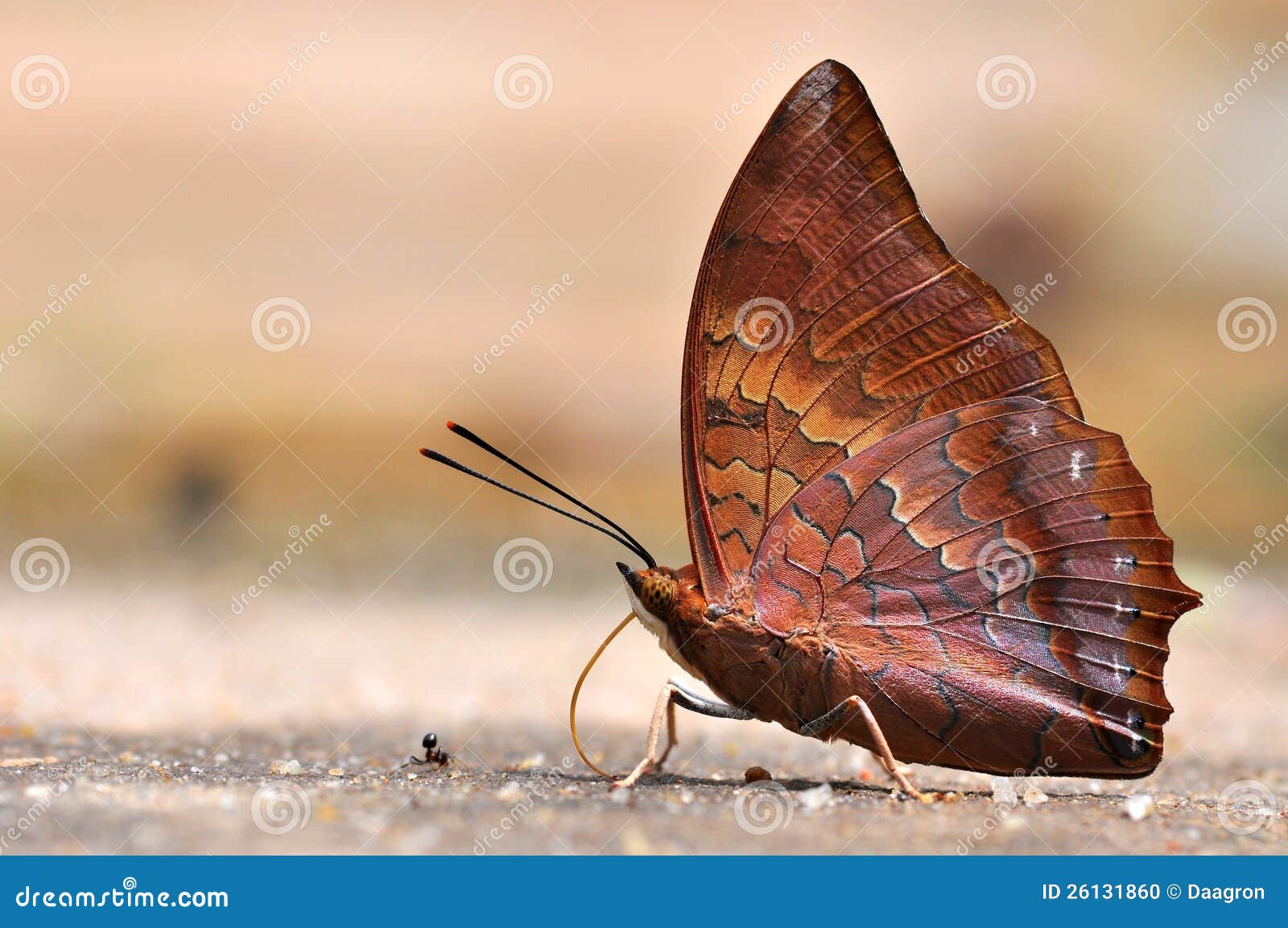 Red butterfly stock photo. Image of macro, bernardus - 26131860