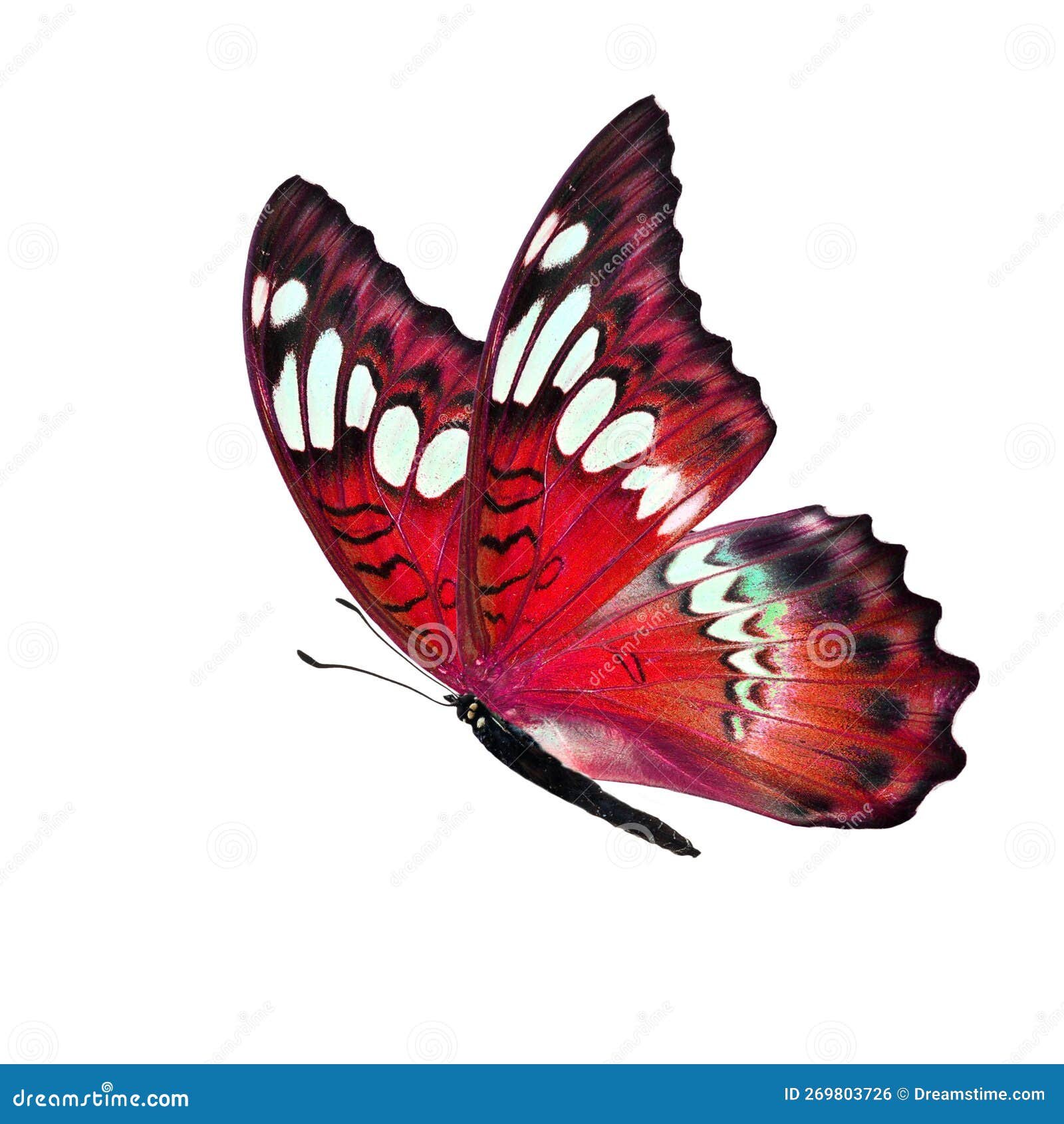Red butterfly isolated stock photo. Image of colorful - 269803726