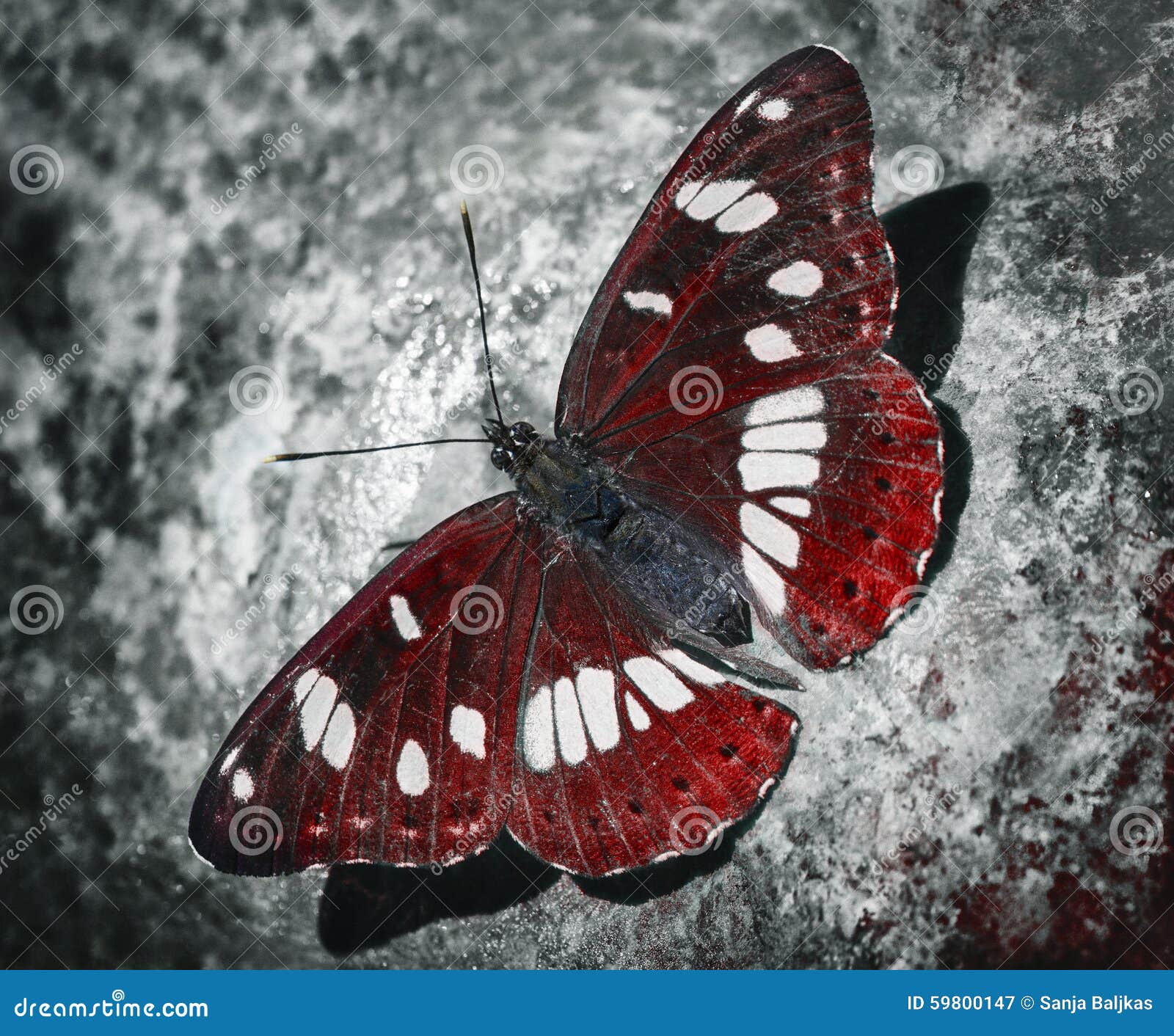 Red butterfly stock image. Image of dark, detail, closeup - 59800147