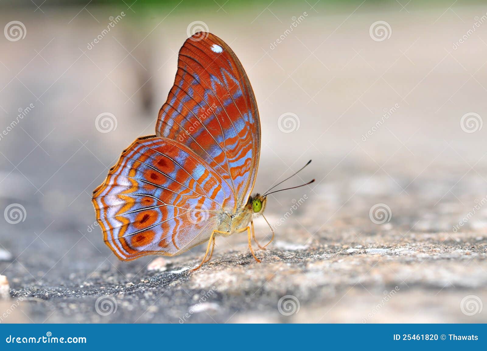 Red Butterfly (royal Assyrian) Stock Photo - Image of beauty, terpander ...