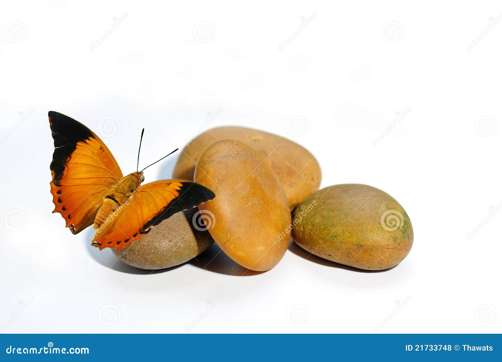 Red Butterfly on Stone Isolated on White Stock Photo - Image of ...