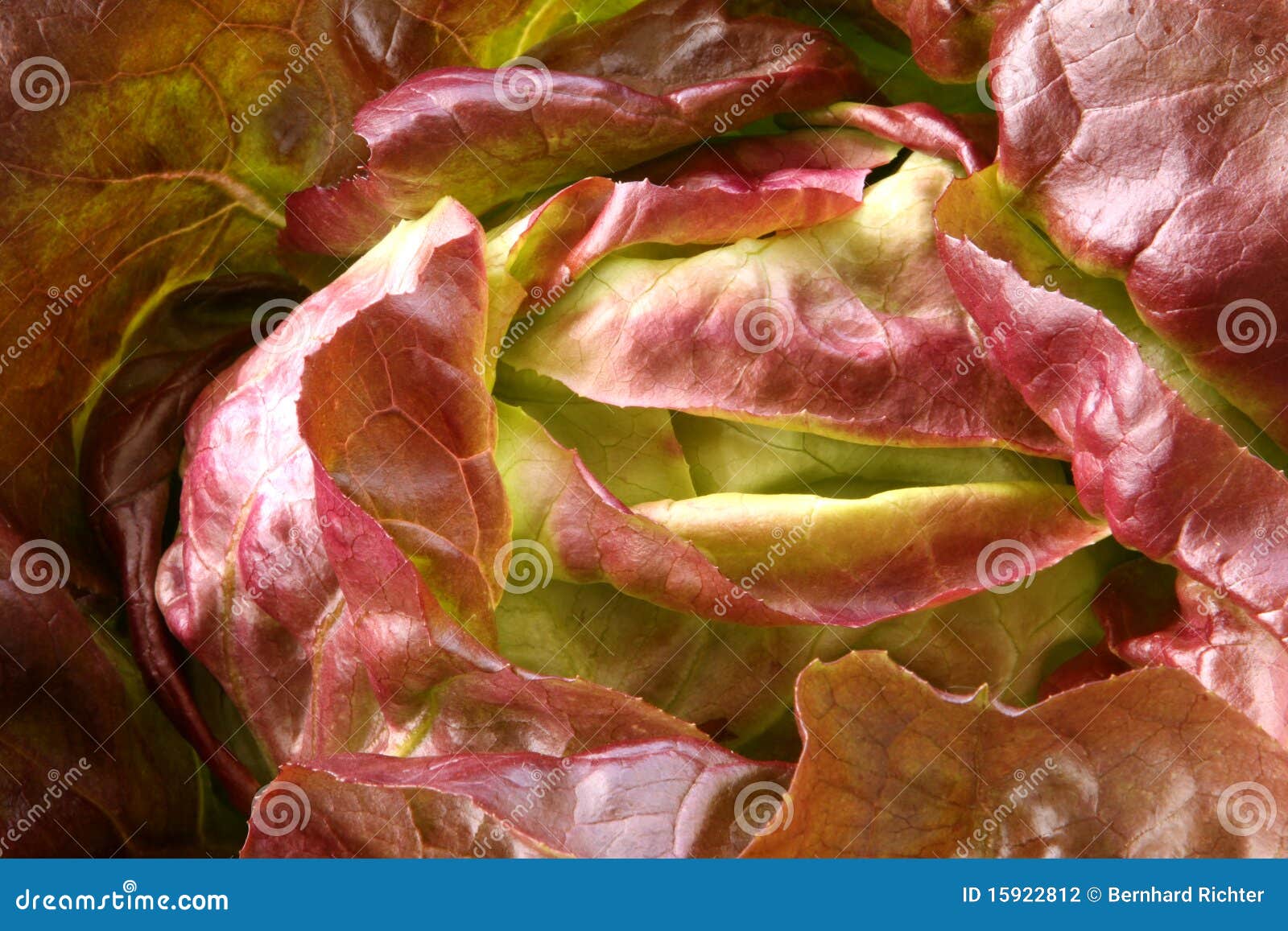 Red Butterhead Lettuce stock photo. Image of garden, crops - 15922812