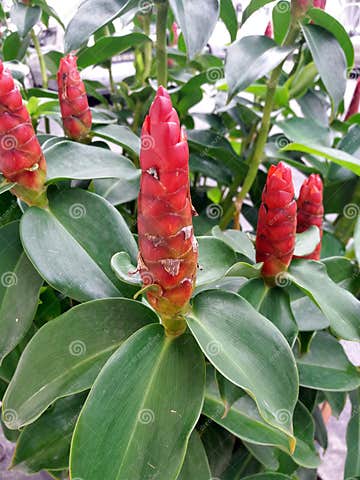 Red Button Ginger flower stock image. Image of plants - 92735671
