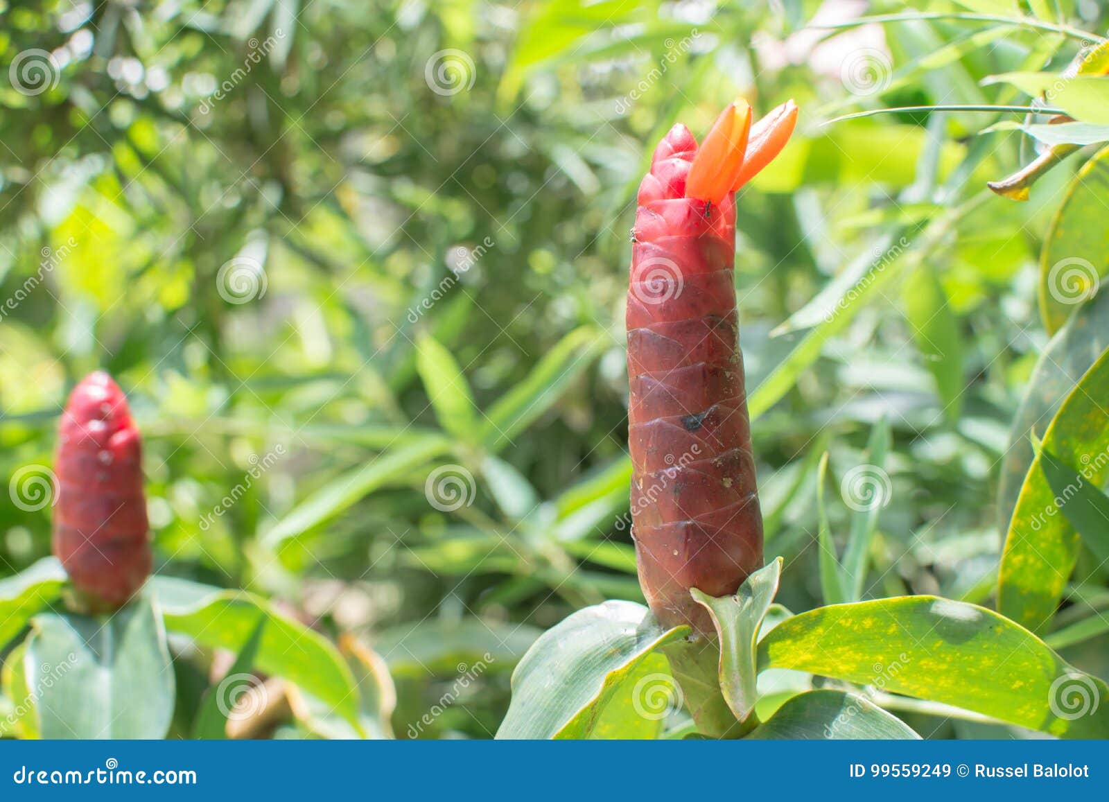 Red button ginger flower stock image. Image of flower - 99559249