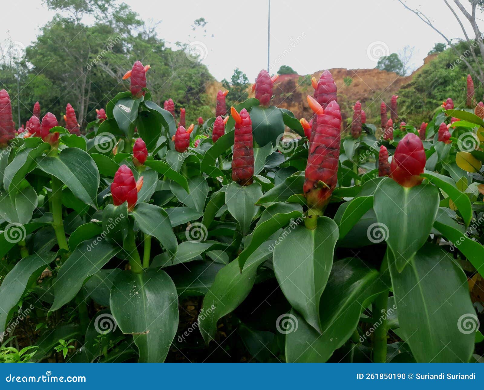 Red Button Ginger on Growing Process Stock Photo - Image of yard ...