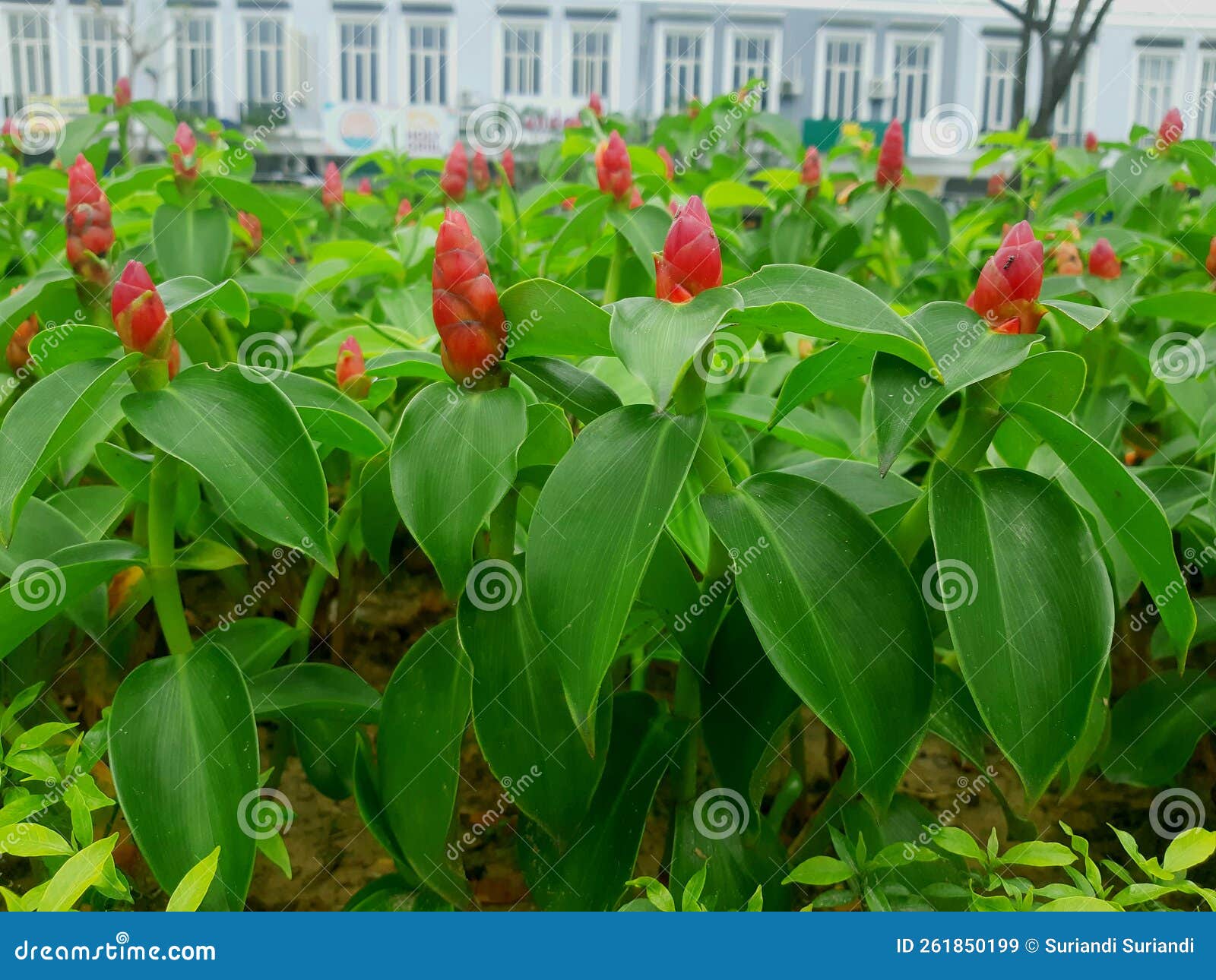 Red Button Ginger on Growing Process Stock Image - Image of flower ...