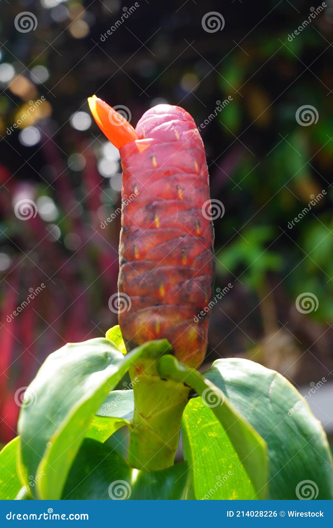Red Button Ginger Plant Growing in a Park Stock Photo - Image of botany ...