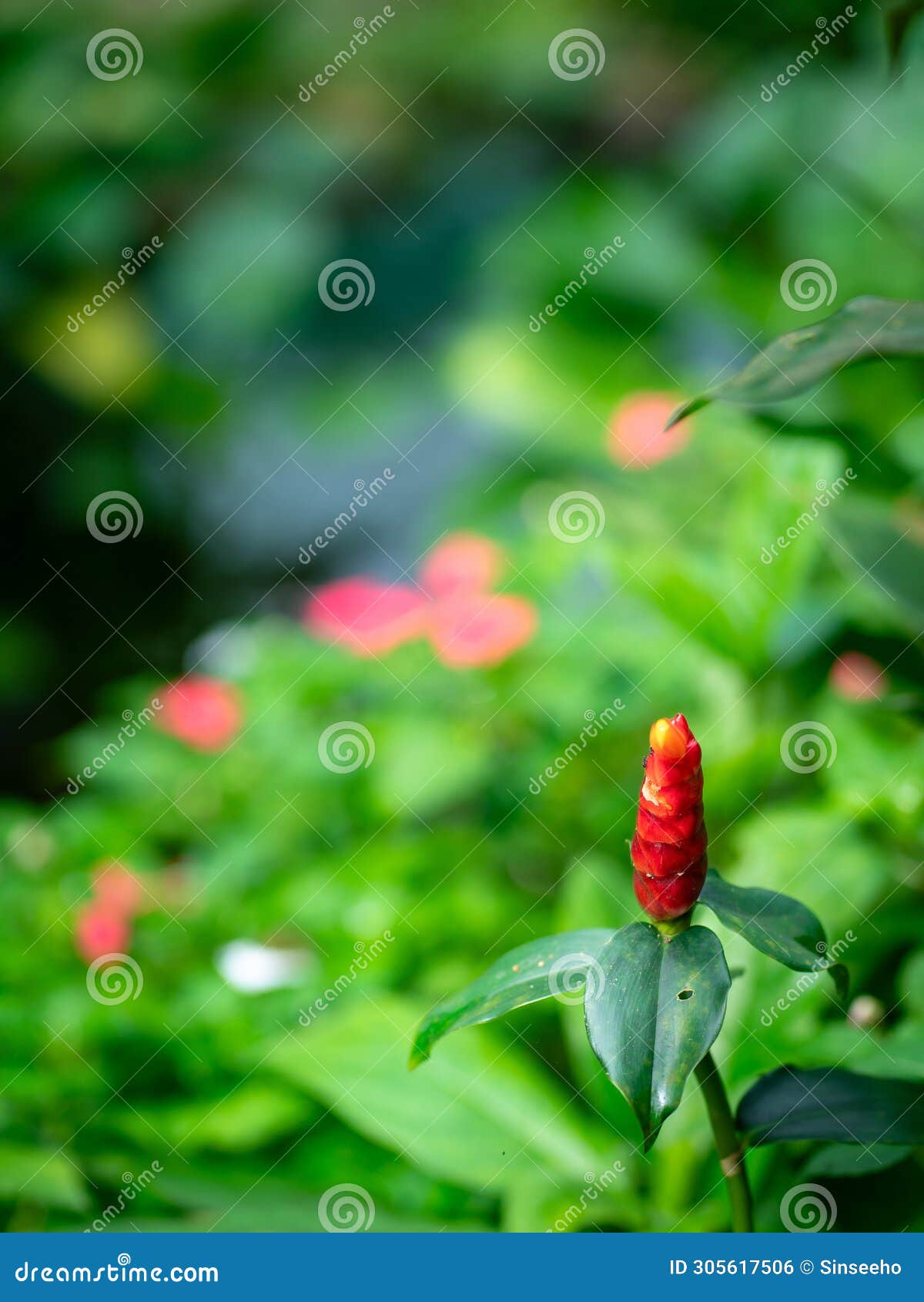 Red Button Ginger plant stock photo. Image of palm, sunny - 305617506