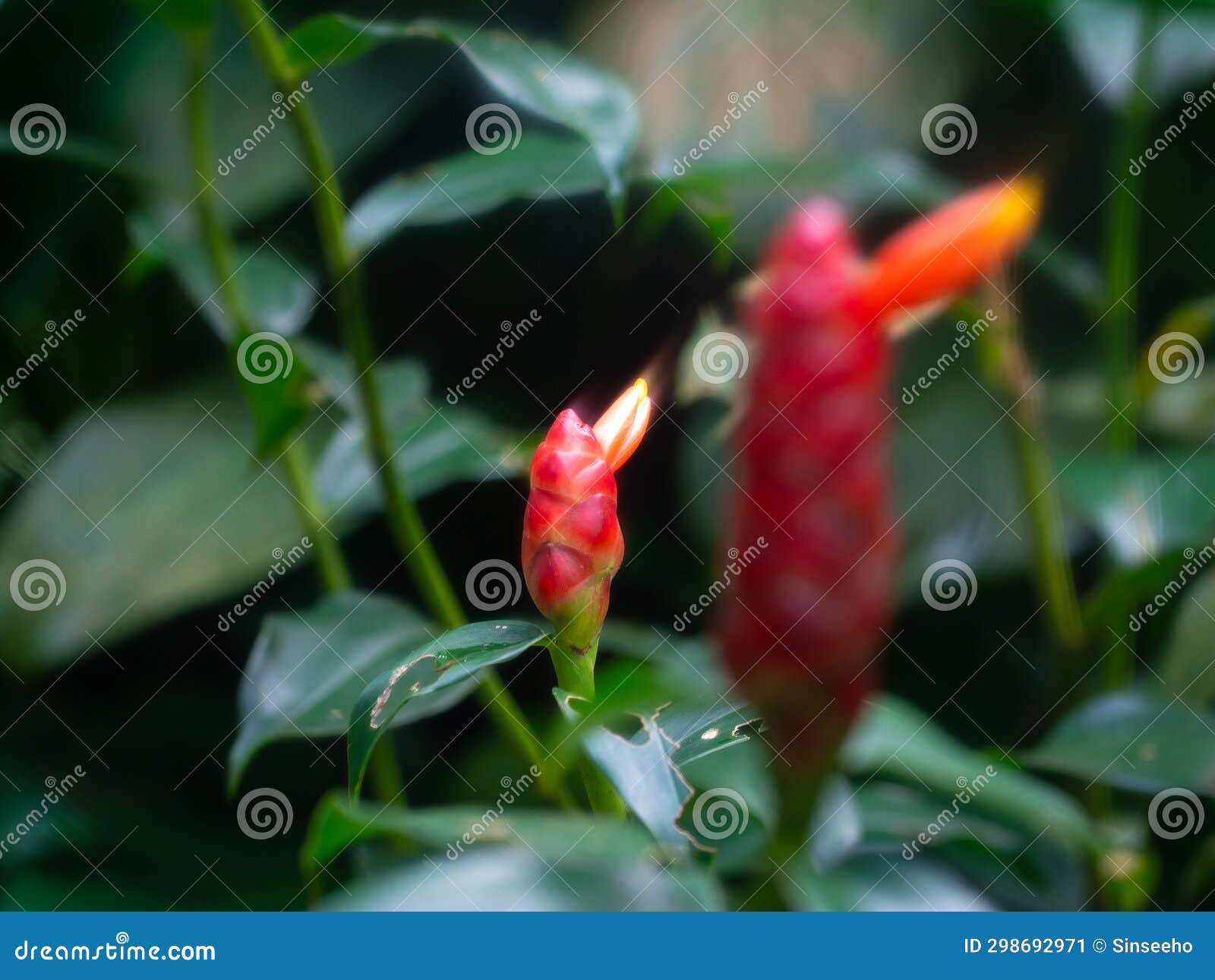 Red Button Ginger plant stock image. Image of dreamlike - 298692971
